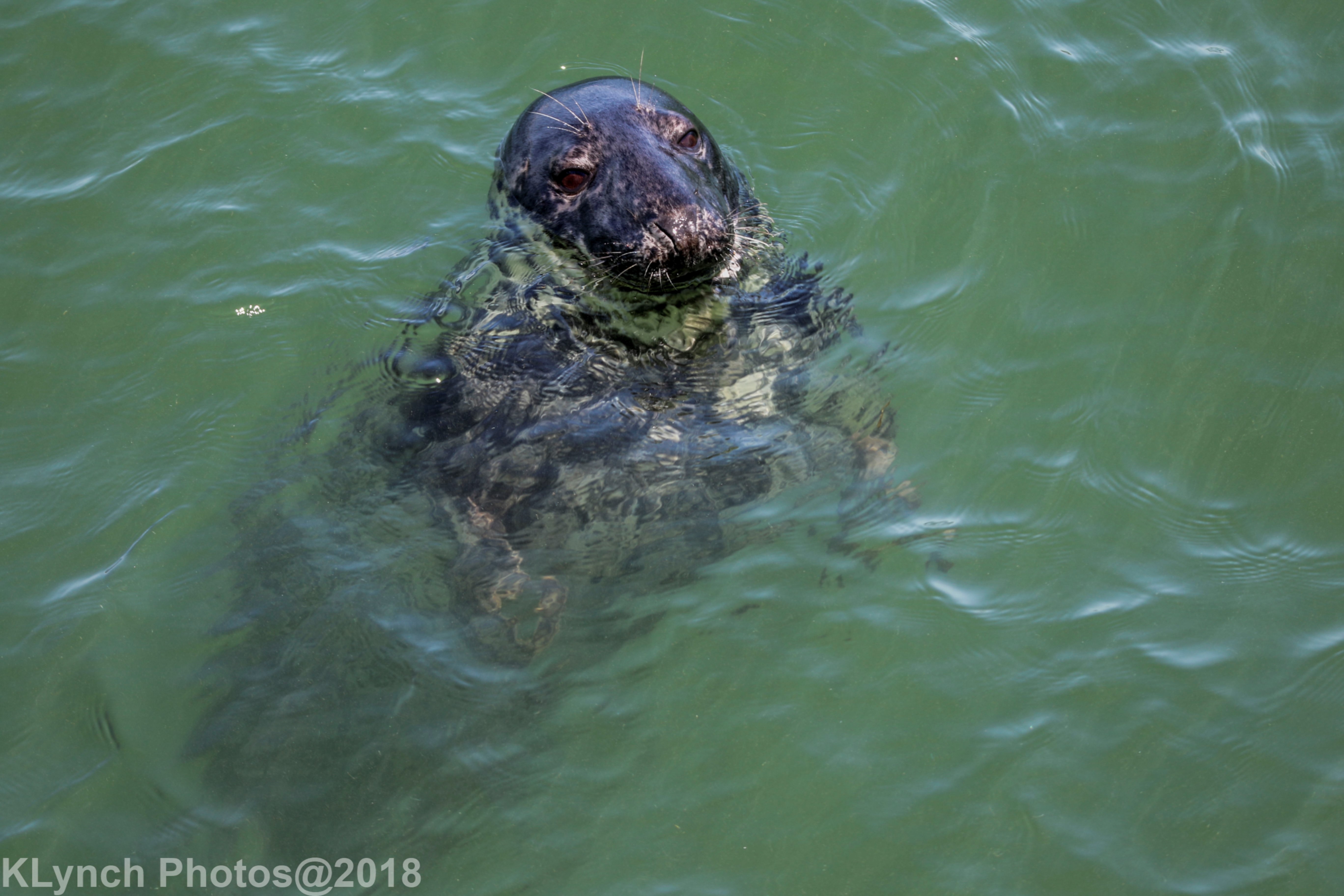 Seals in Chatham 06/14/18 – Cape Cod Adventure Pictures