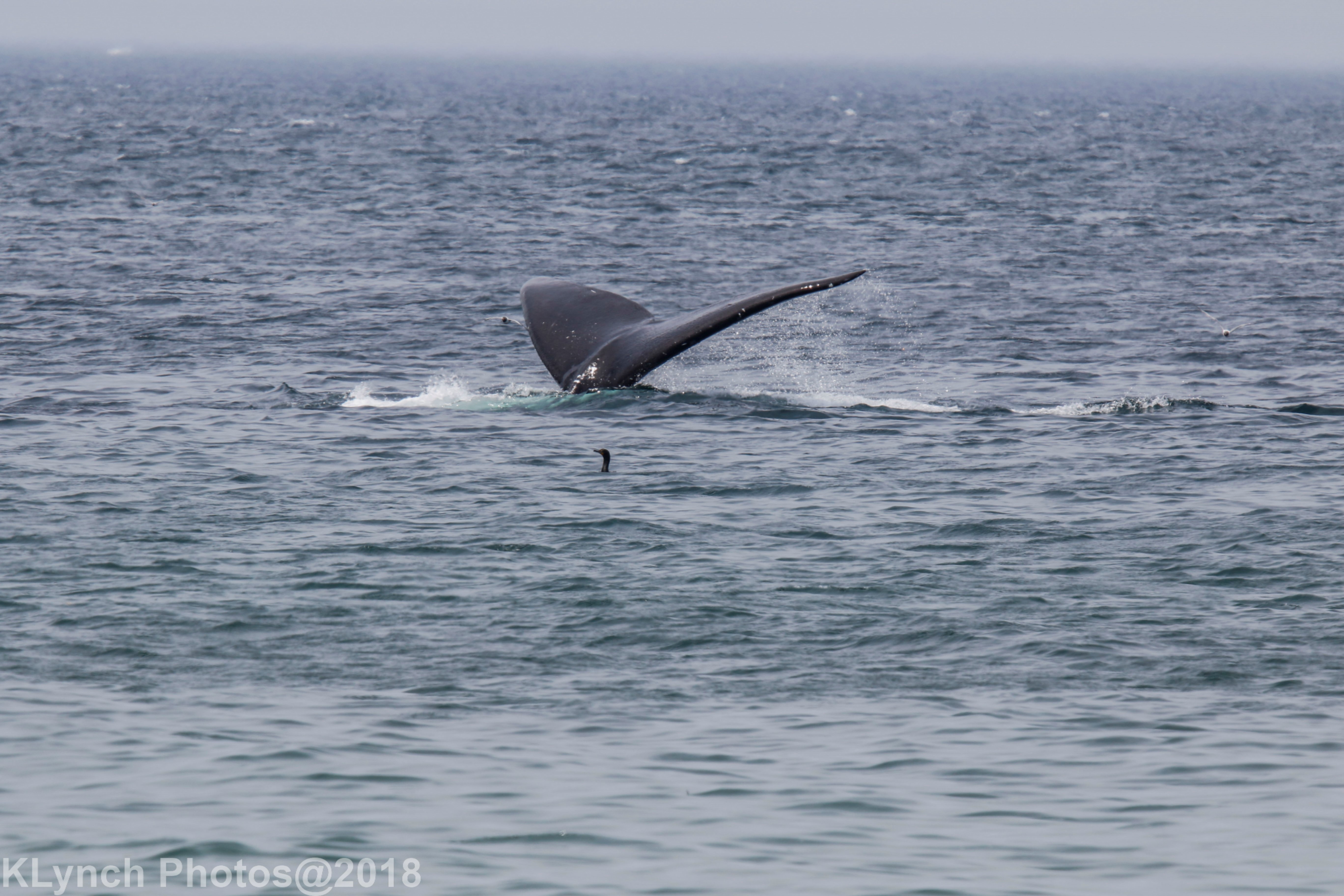 Right Whales from the beach 05/01/18 – Cape Cod Adventure Pictures