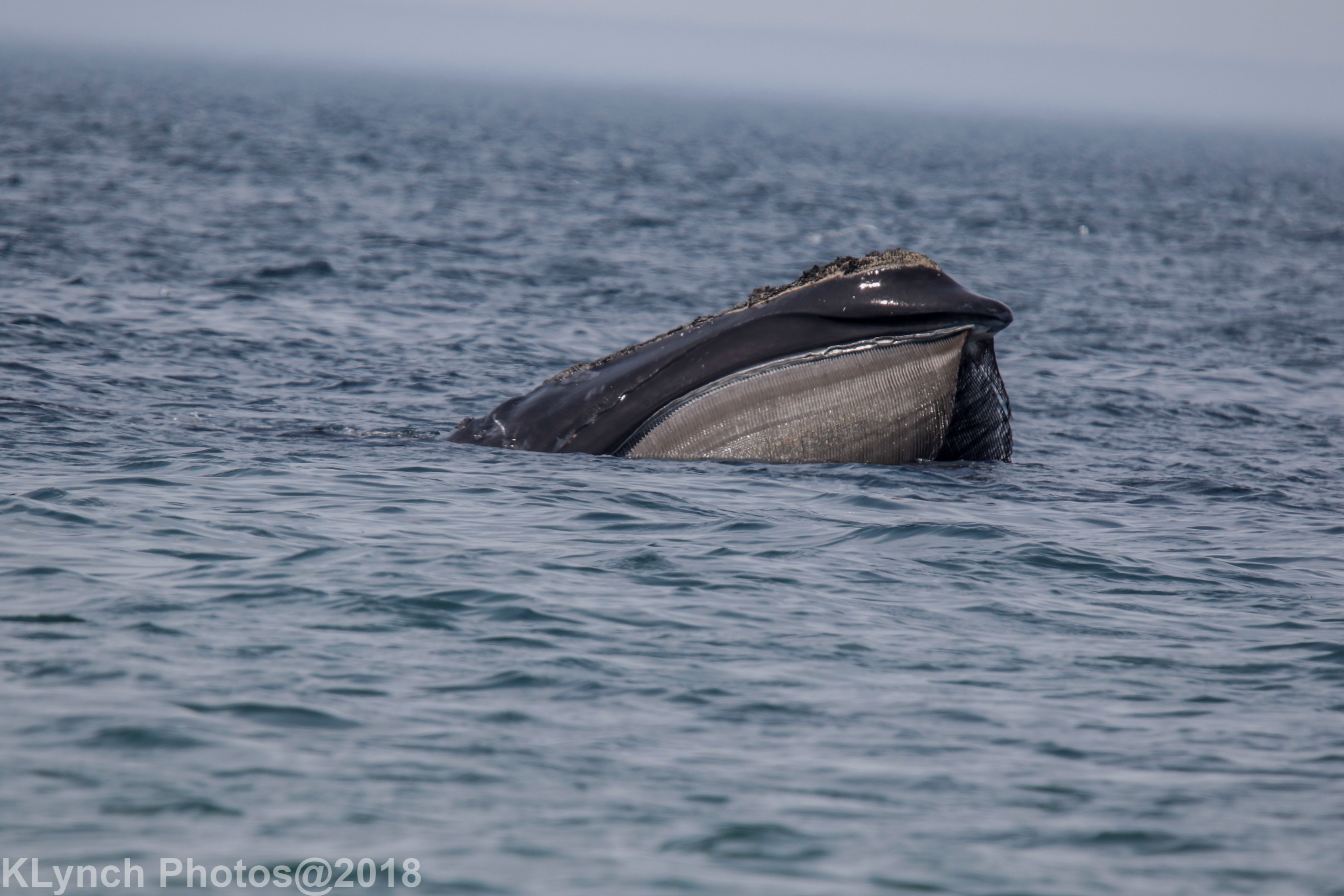 Right Whales from the beach 05/01/18 – Cape Cod Adventure Pictures