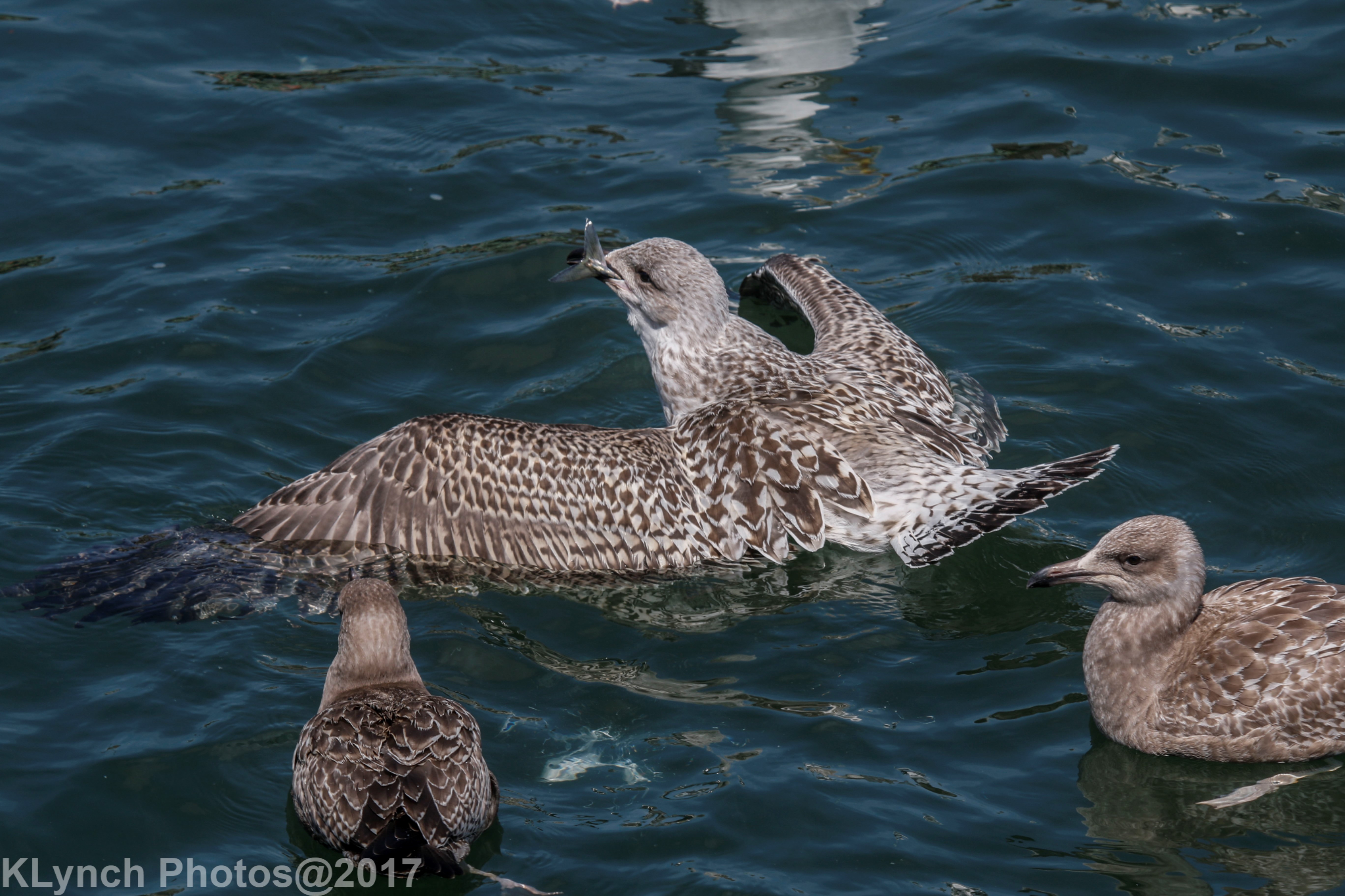 Lesser Black-backed Gull in Chatham 09/04/2017 – Cape Cod Adventure ...