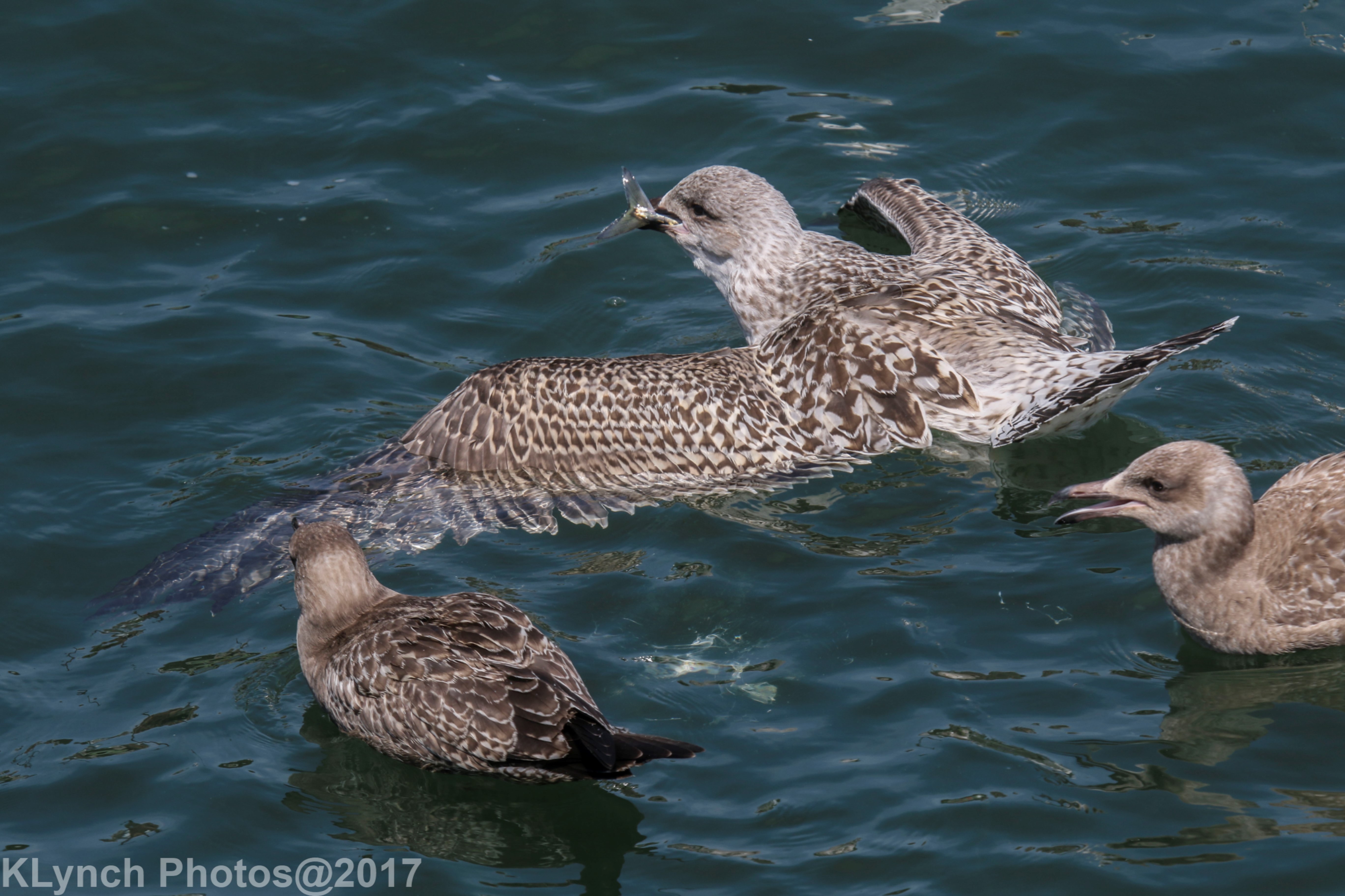 Lesser Black-backed Gull in Chatham 09/04/2017 – Cape Cod Adventure ...