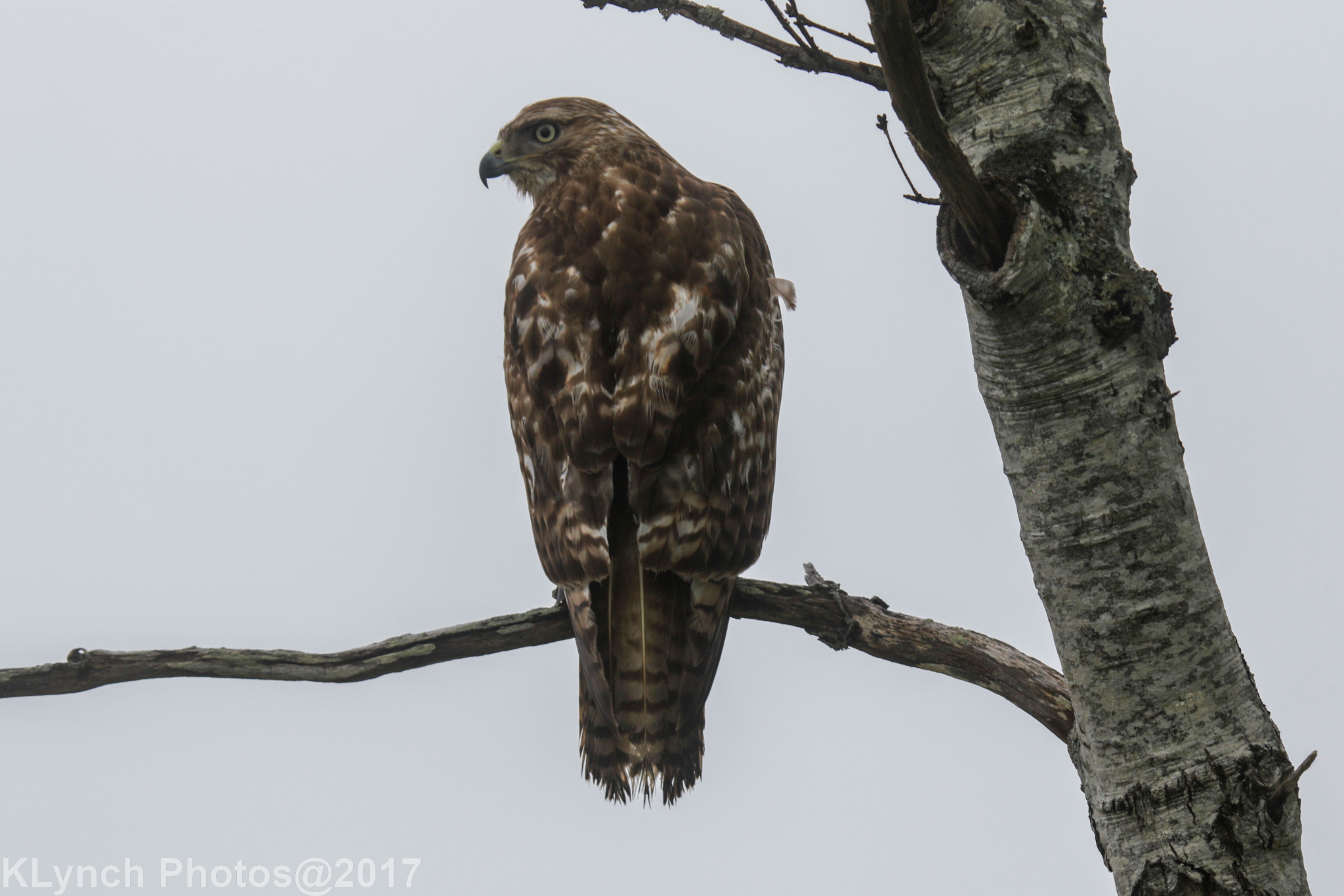 Red-tailed Hawk in Chatham 06/17/17 – Cape Cod Adventure Pictures