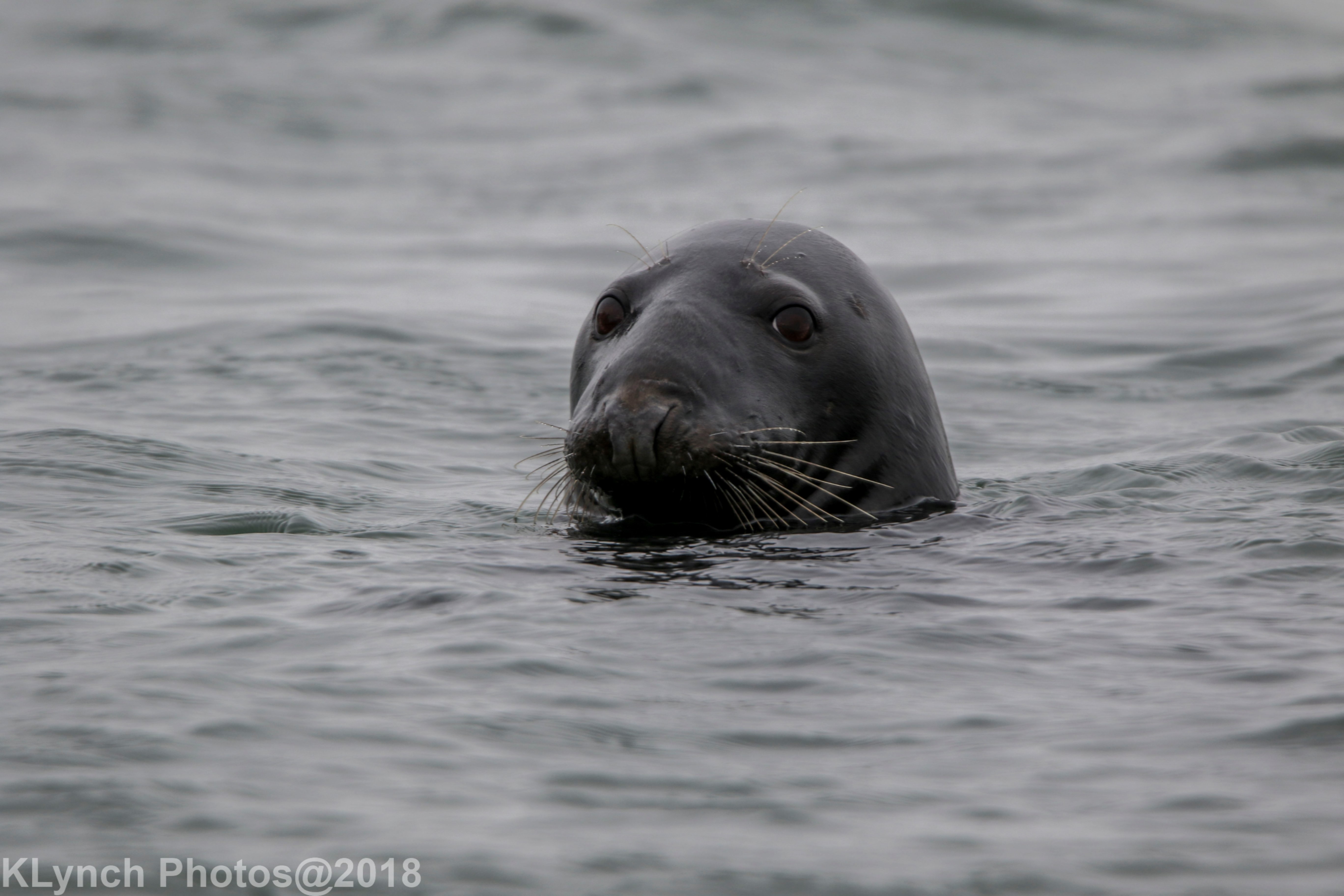 Seals in Chatham 07/17/18 – Cape Cod Adventure Pictures