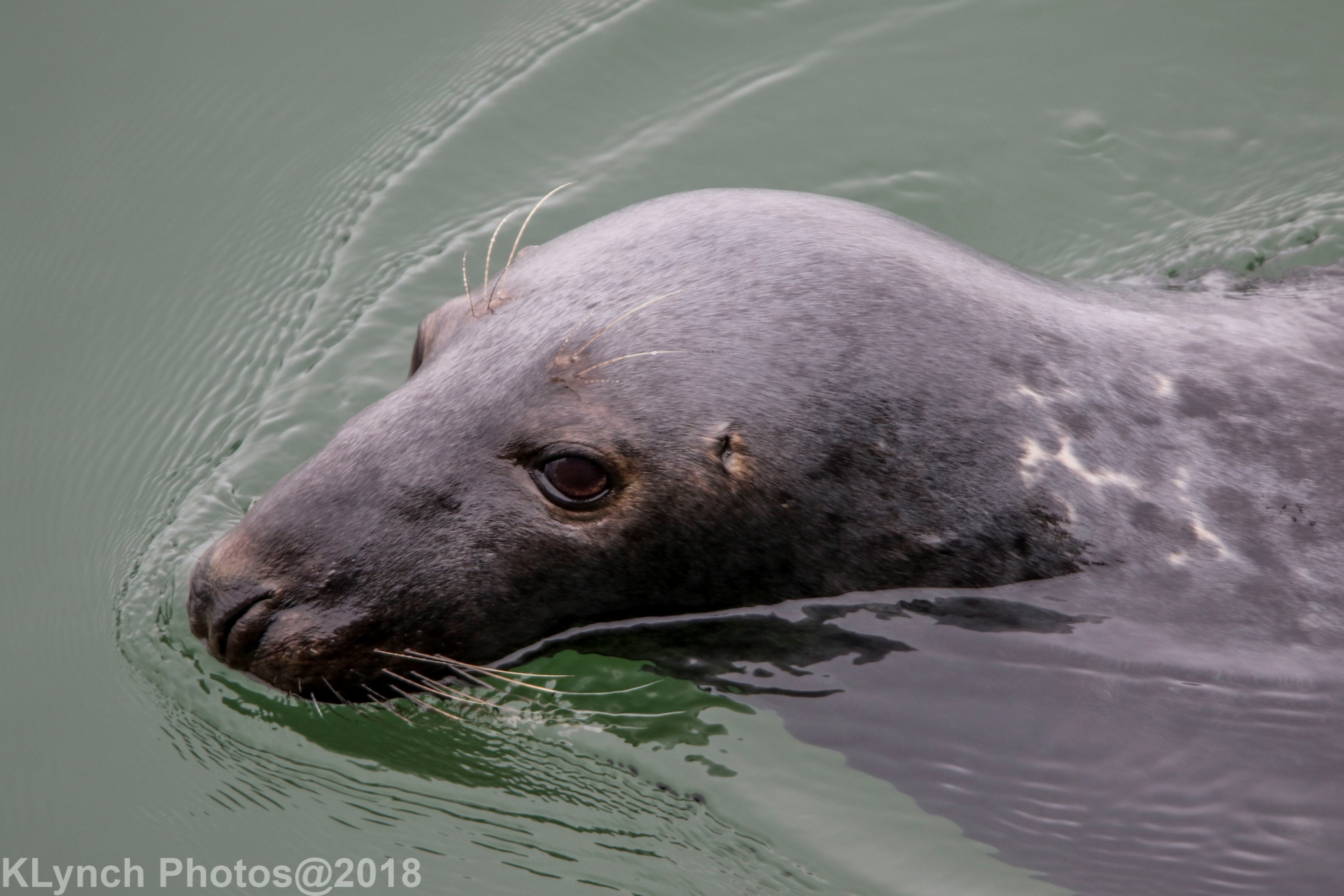 Seals in Chatham 07/17/18 – Cape Cod Adventure Pictures