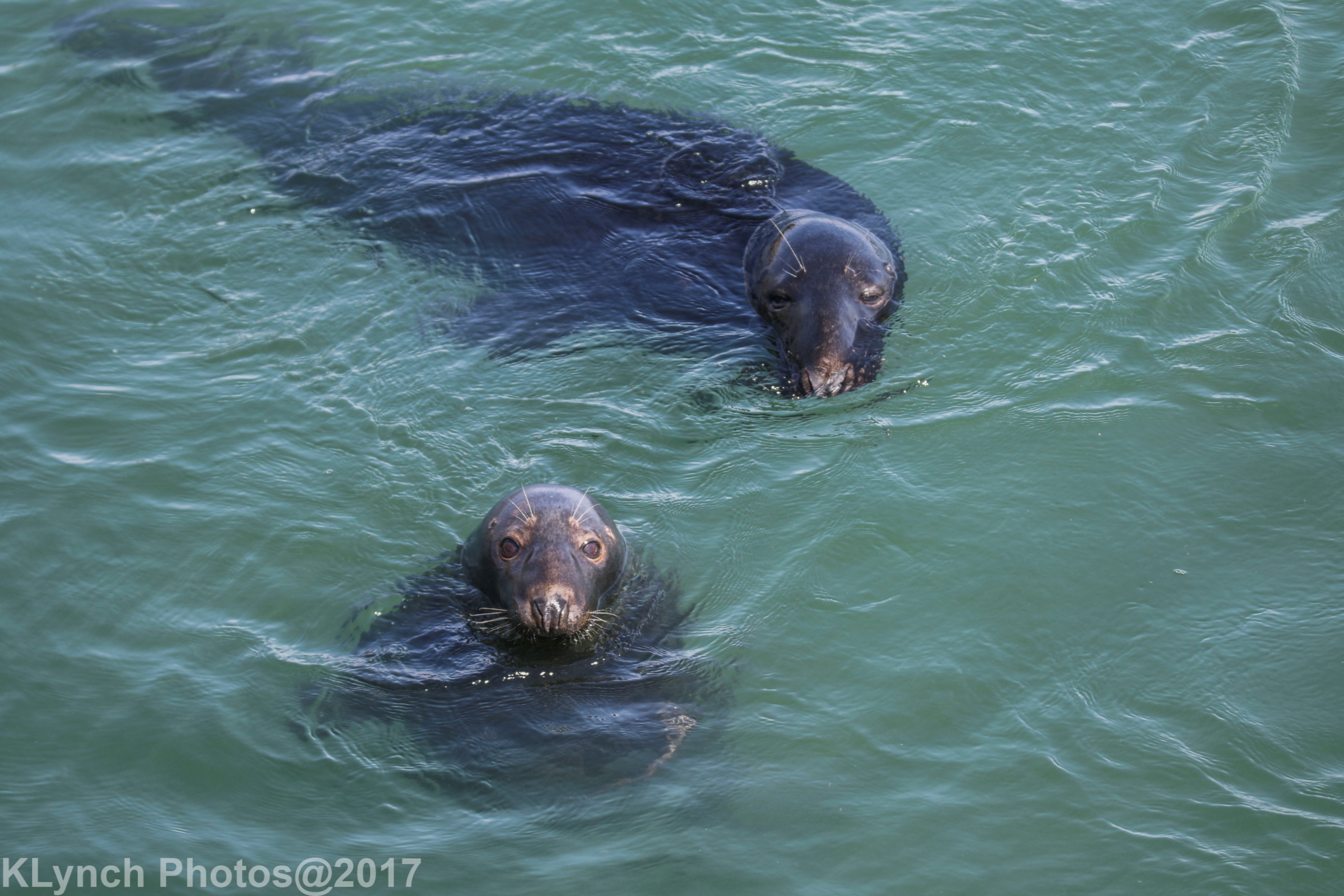Seals in Chatham 09/04/2017 – Cape Cod Adventure Pictures