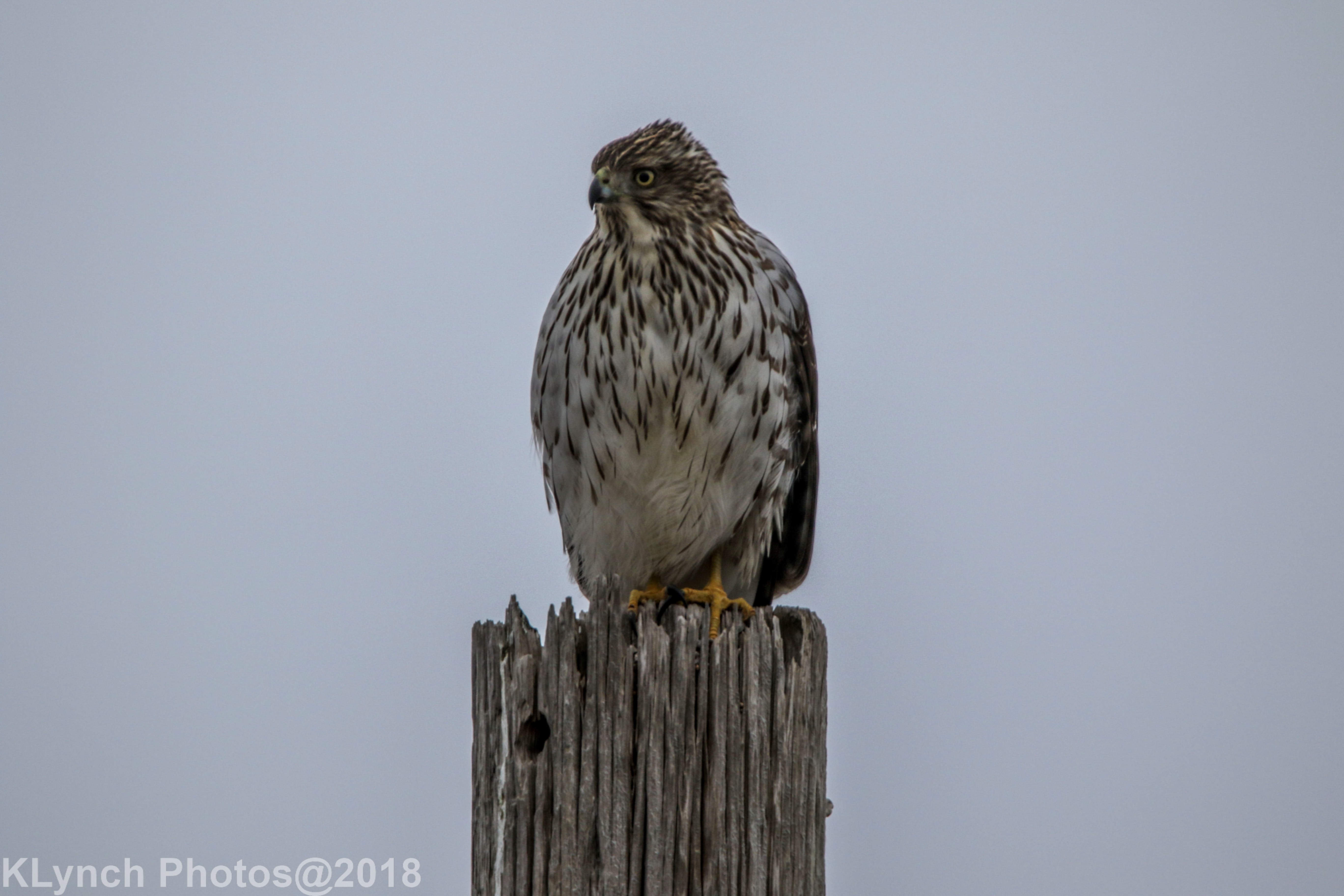 Coopers Hawk in Falmouth 12/13/18 – Cape Cod Adventure Pictures