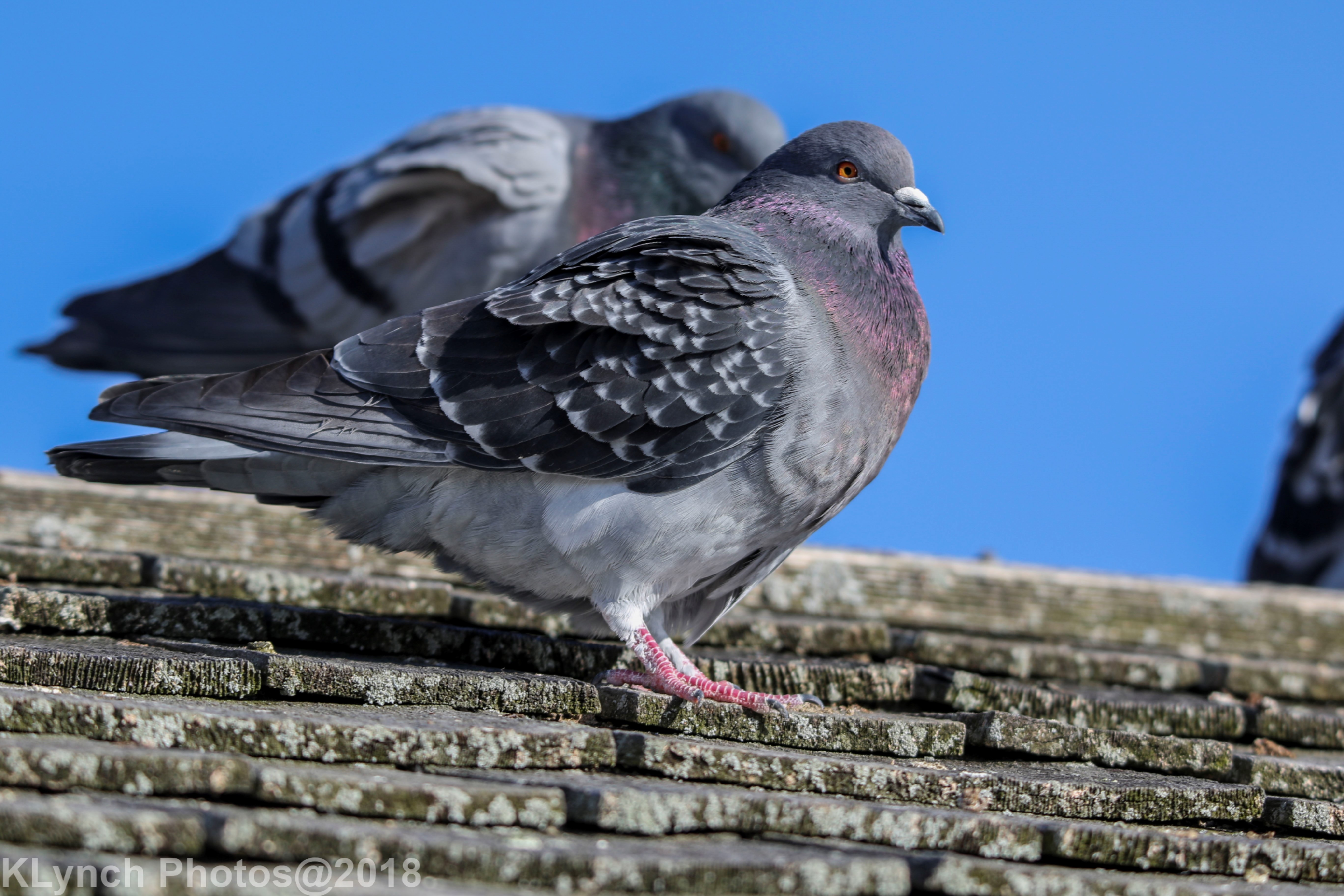 Pigeons in Provincetown 12/11/18 – Cape Cod Adventure Pictures
