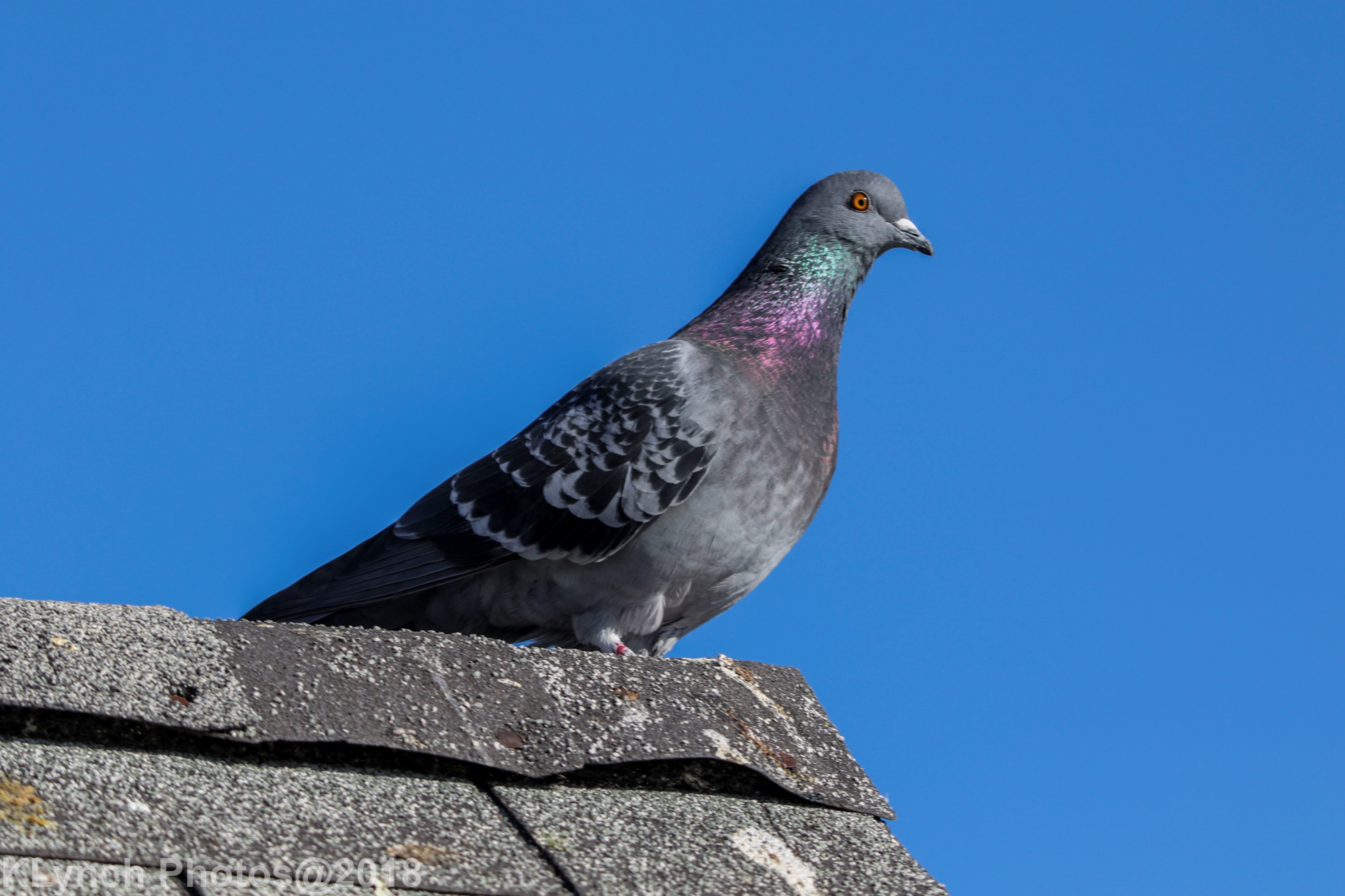 Pigeons in Provincetown 12/11/18 – Cape Cod Adventure Pictures