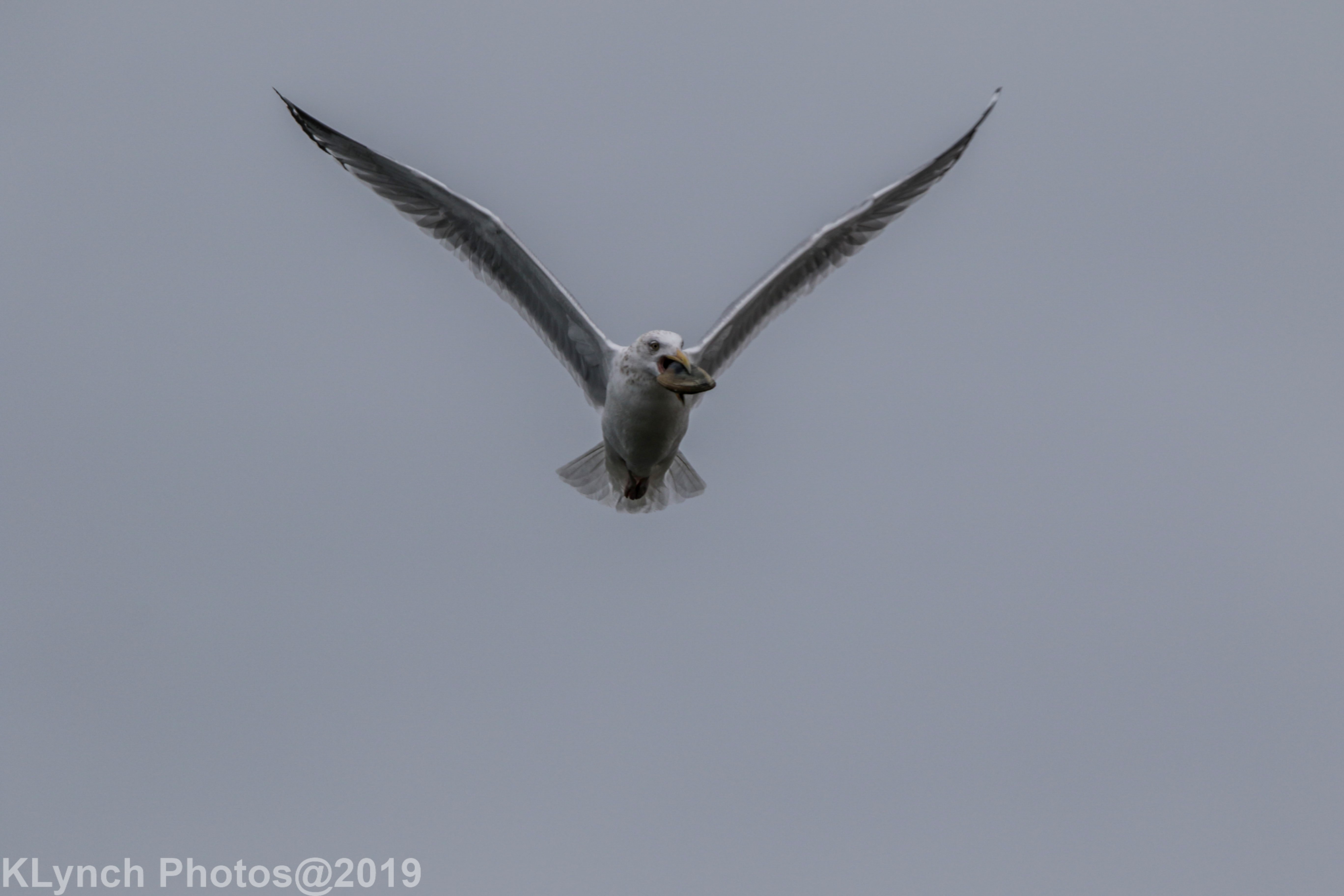Gull in Falmouth 02/28/19 – Cape Cod Adventure Pictures