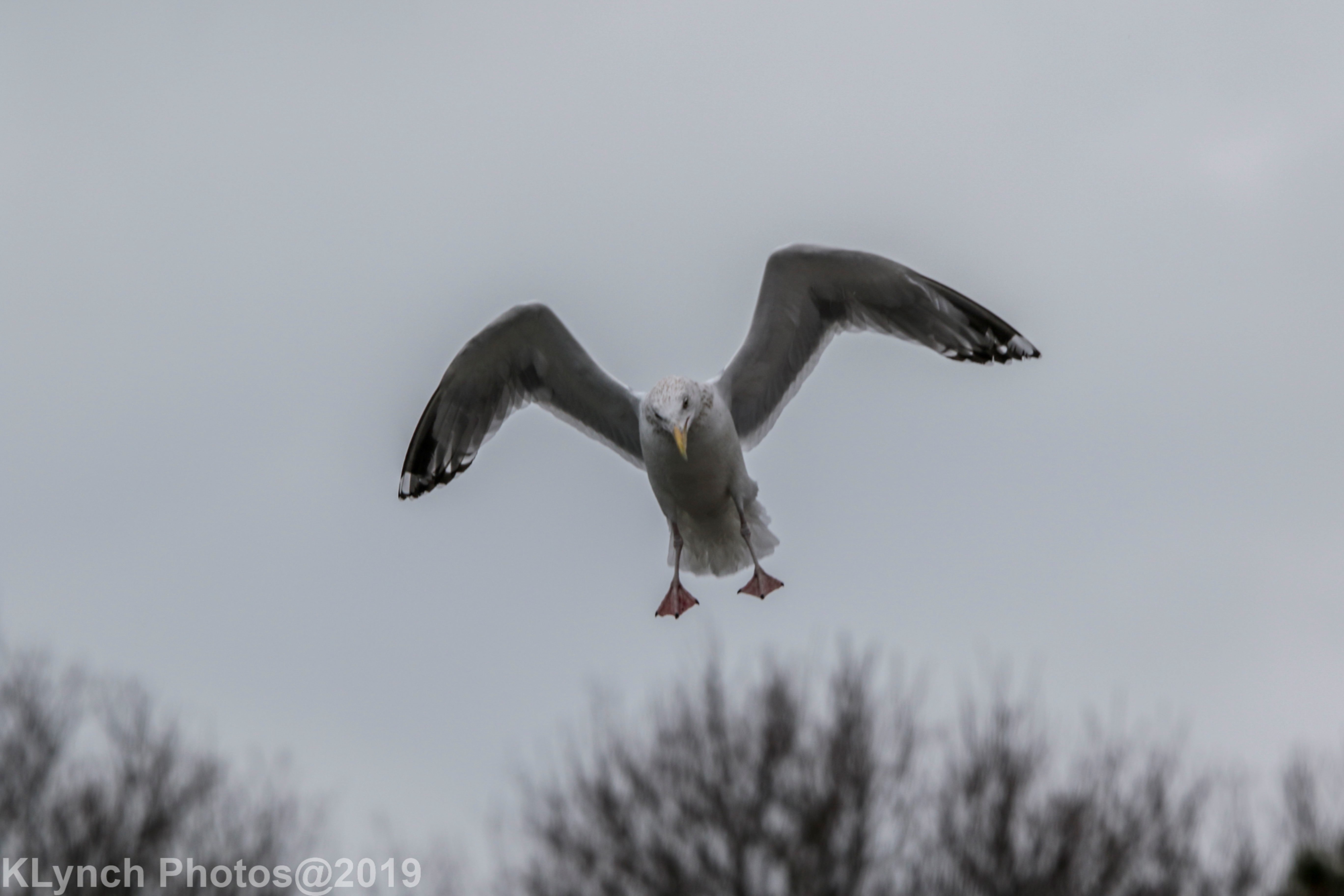 Gull in Falmouth 02/28/19 – Cape Cod Adventure Pictures