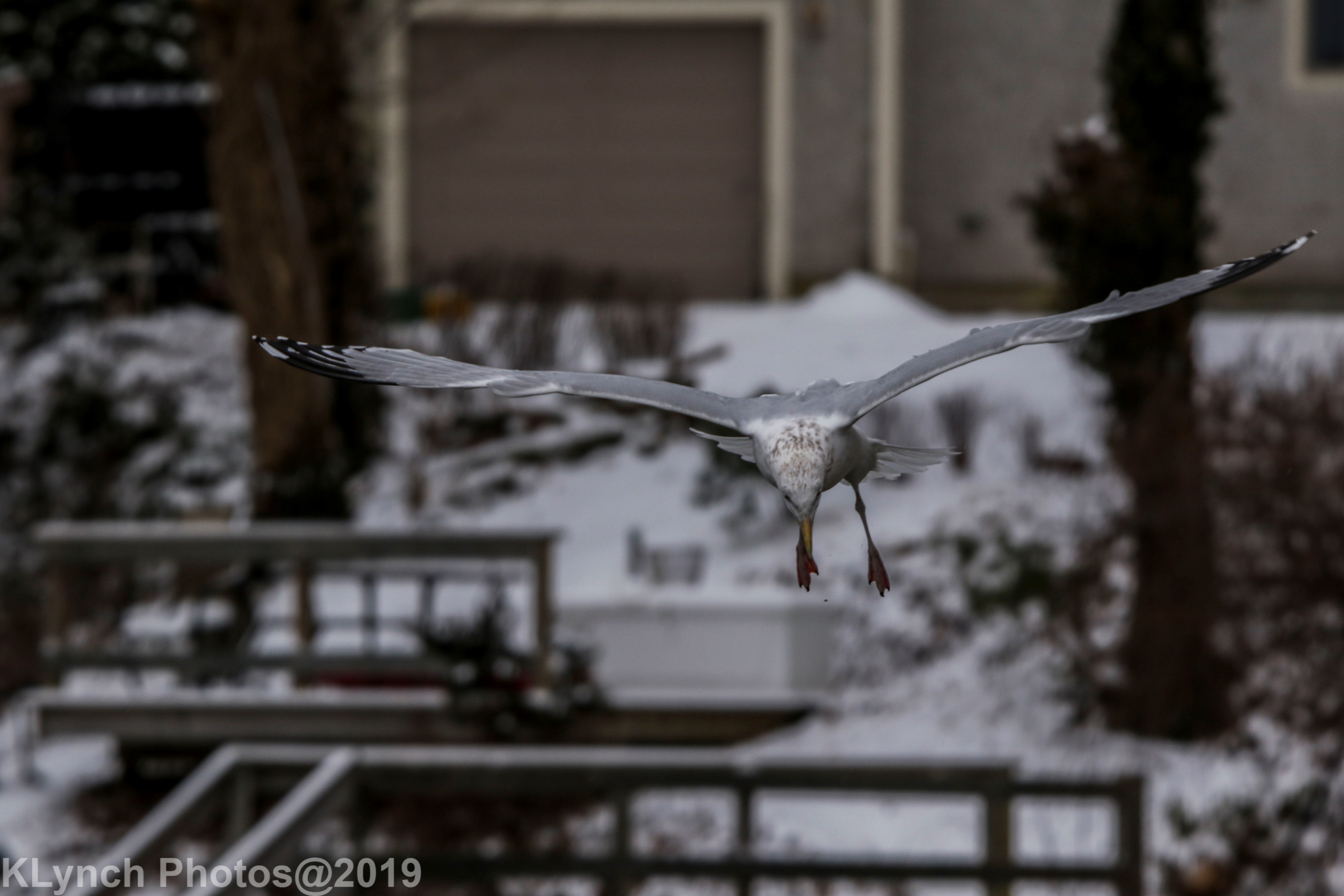 Gull in Falmouth 02/28/19 – Cape Cod Adventure Pictures