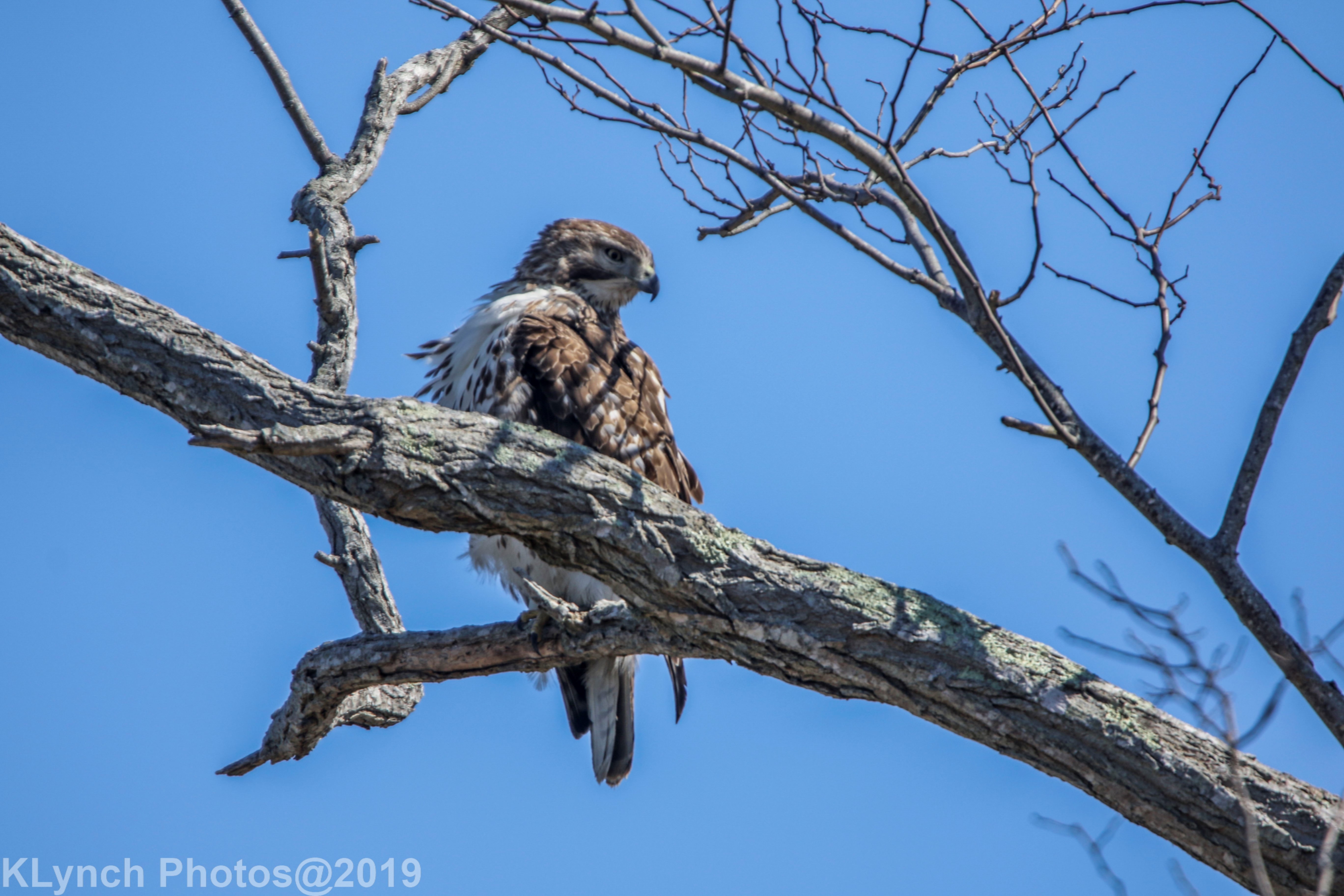 Red-tailed Hawk in Falmouth 03/27/19 – Cape Cod Adventure Pictures