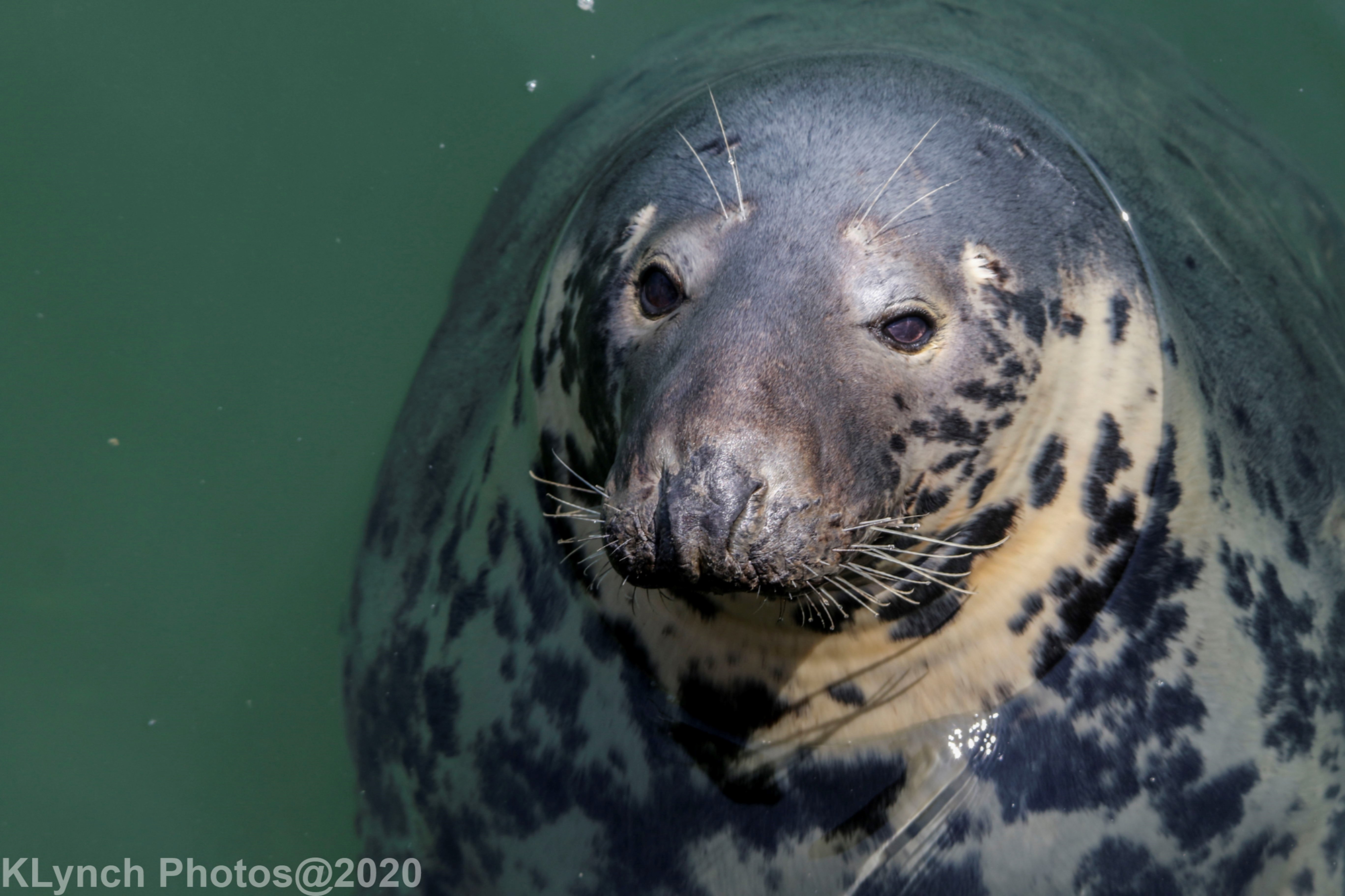 Seals in Chatham 07/07/20 – Cape Cod Adventure Pictures