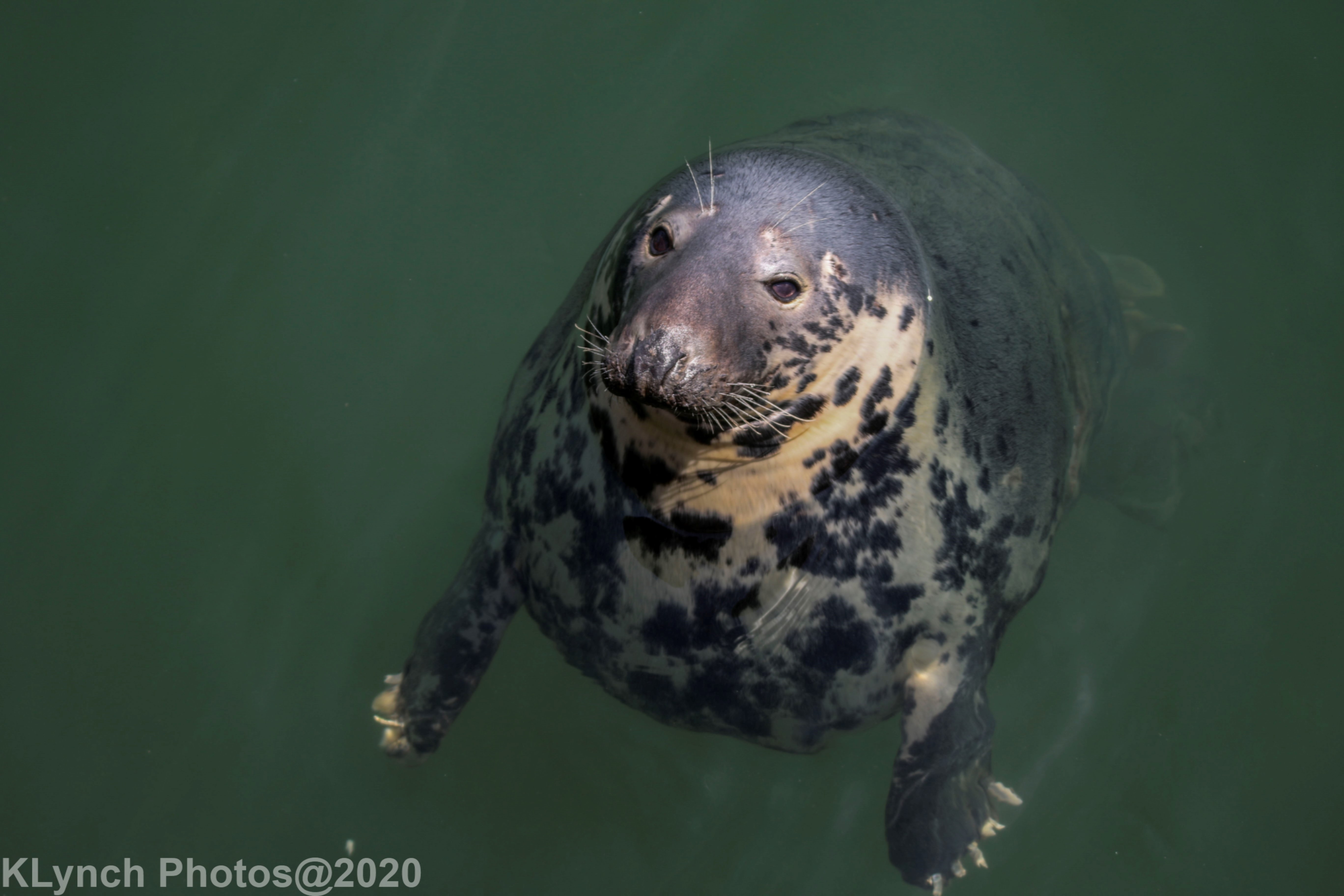 Seals in Chatham 07/07/20 – Cape Cod Adventure Pictures