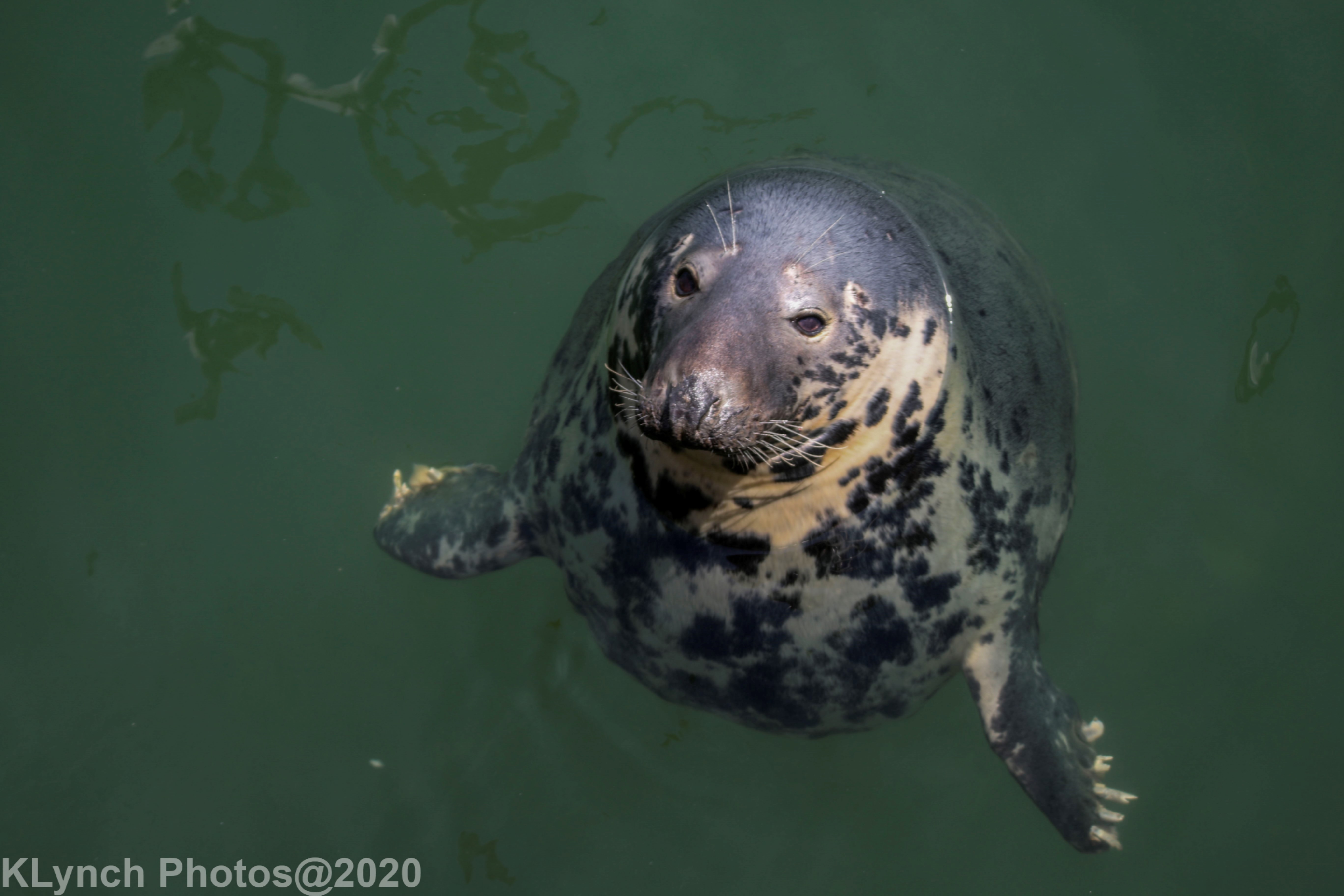 Seals in Chatham 07/07/20 – Cape Cod Adventure Pictures