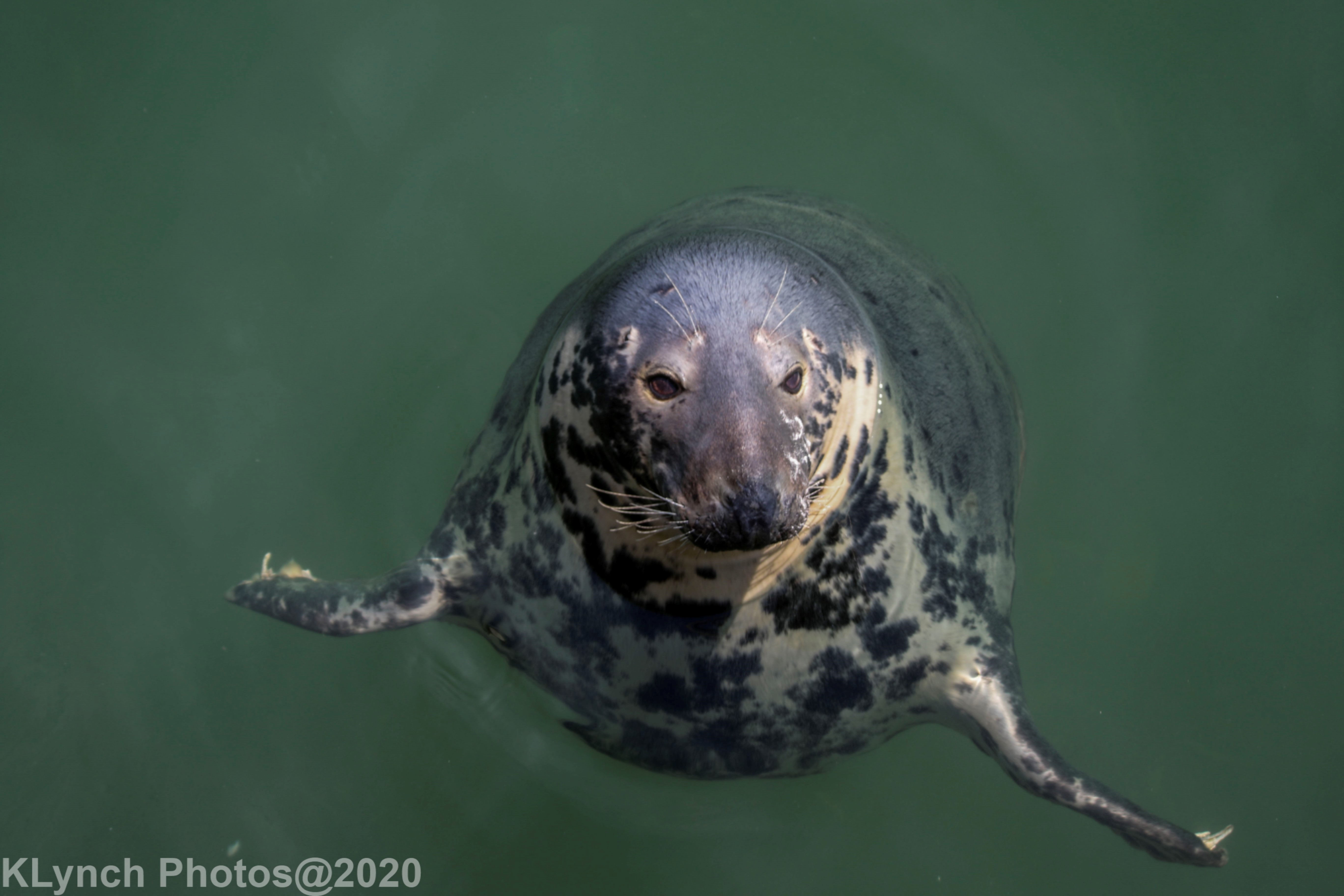 Seals in Chatham 07/07/20 – Cape Cod Adventure Pictures