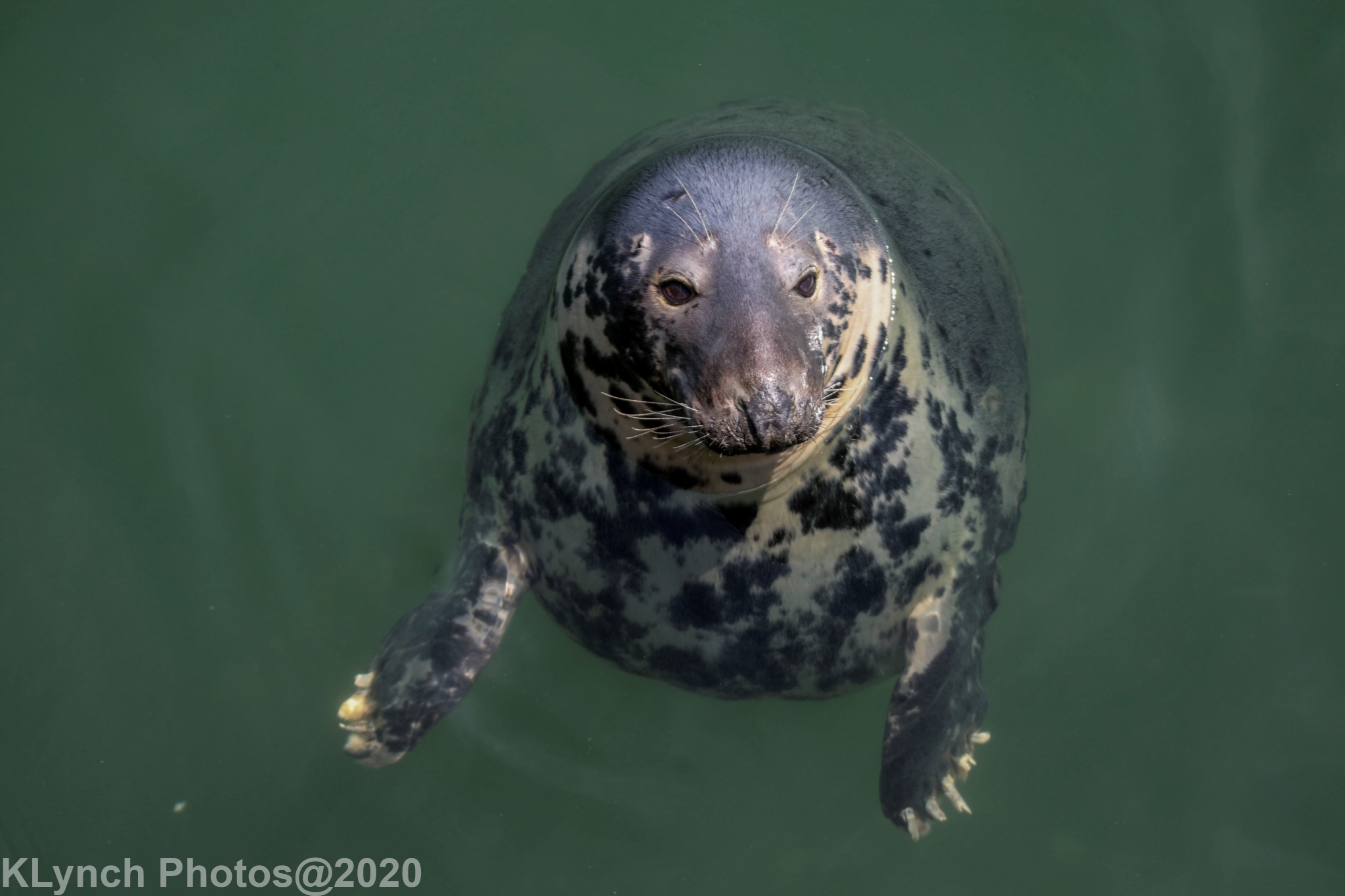Seals in Chatham 07/07/20 – Cape Cod Adventure Pictures