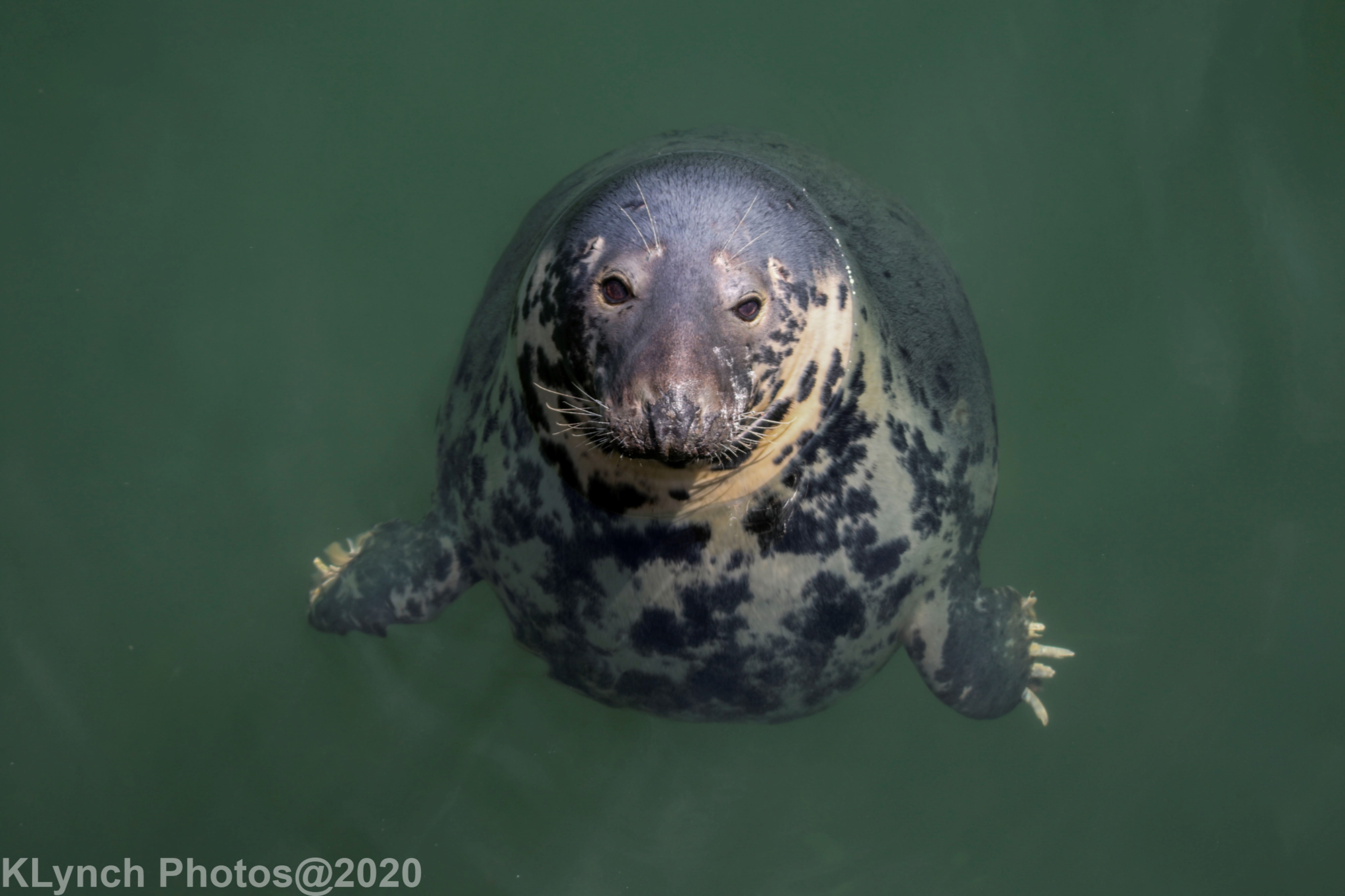 Seals in Chatham 07/07/20 – Cape Cod Adventure Pictures