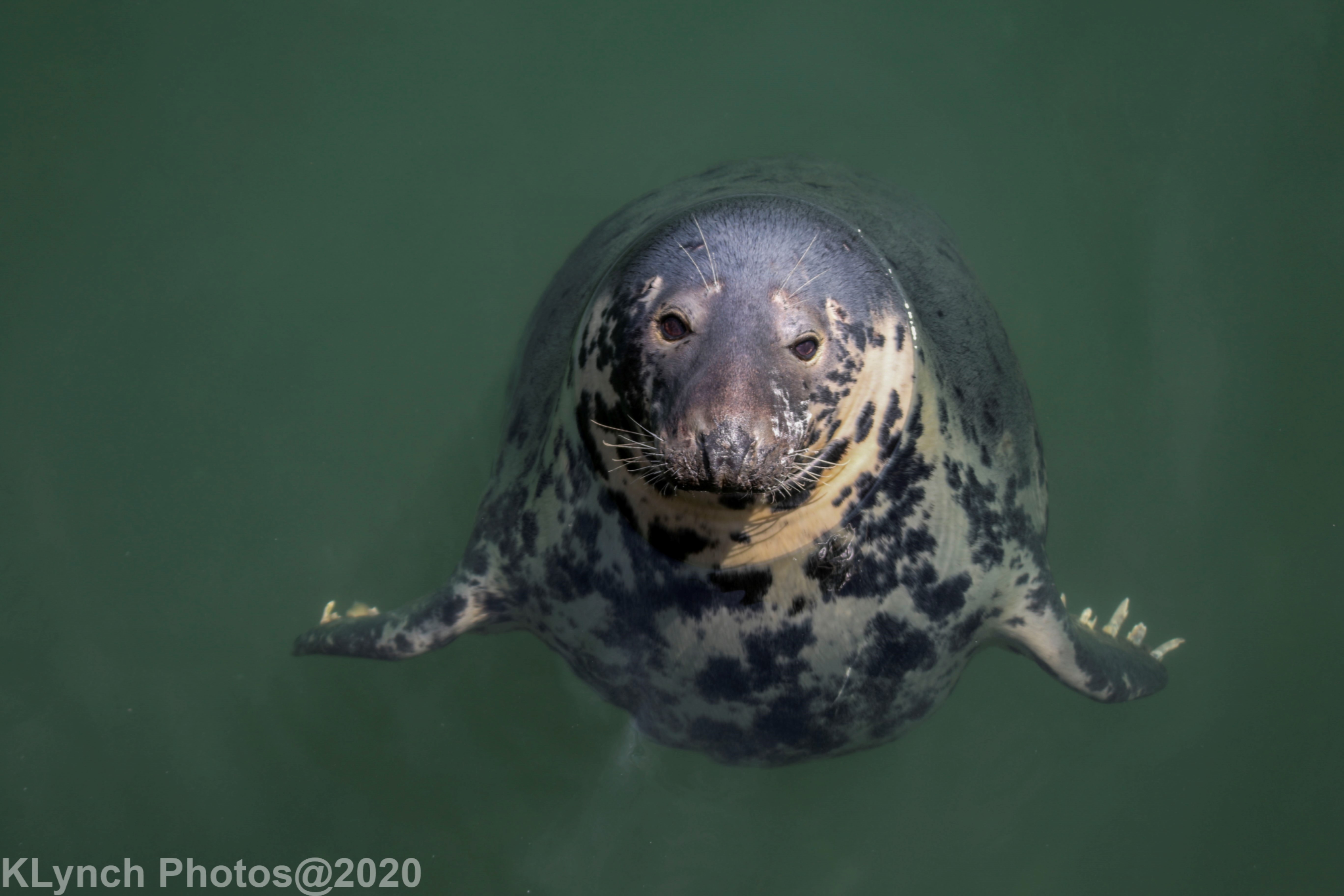 Seals in Chatham 07/07/20 – Cape Cod Adventure Pictures