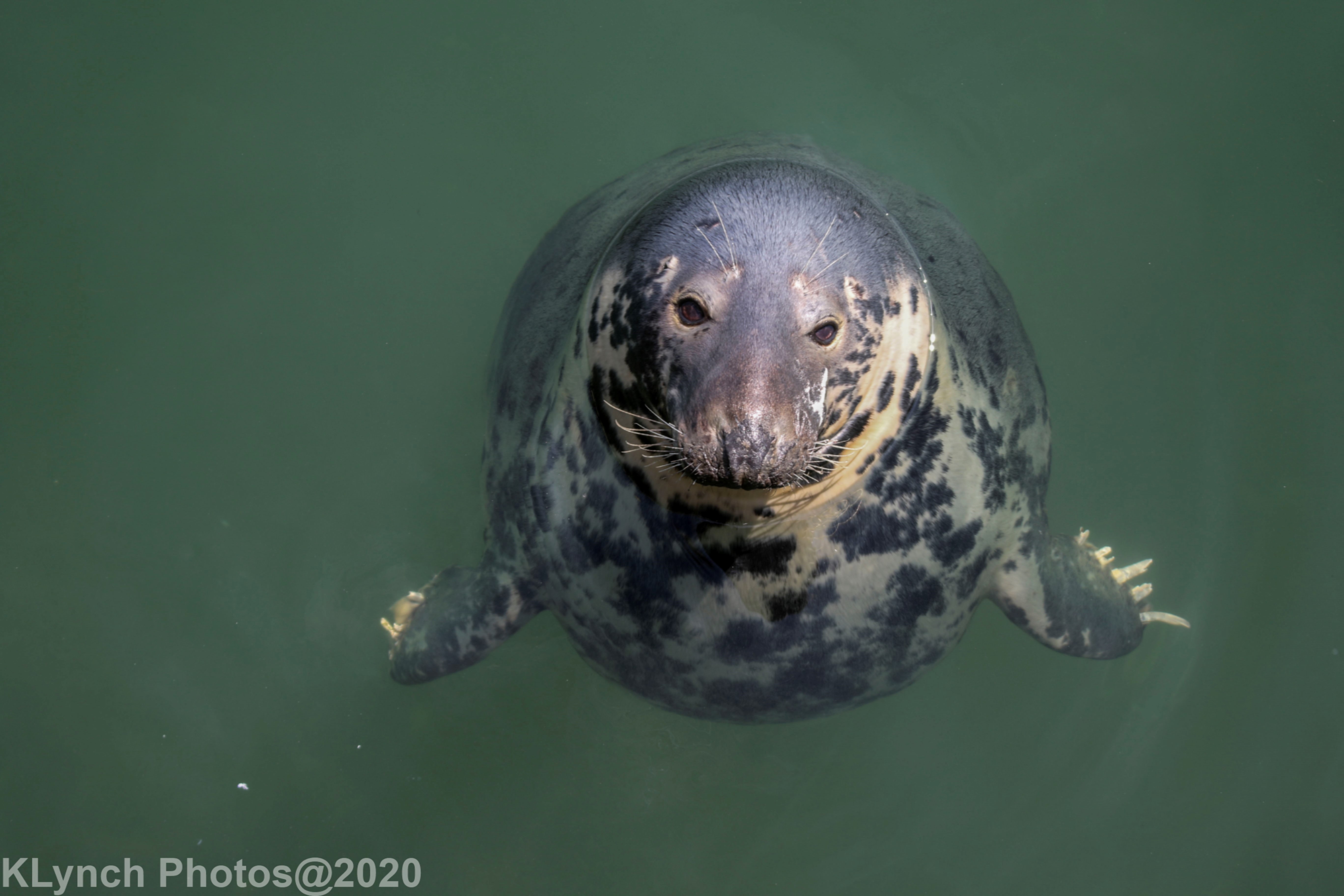 Seals in Chatham 07/07/20 – Cape Cod Adventure Pictures