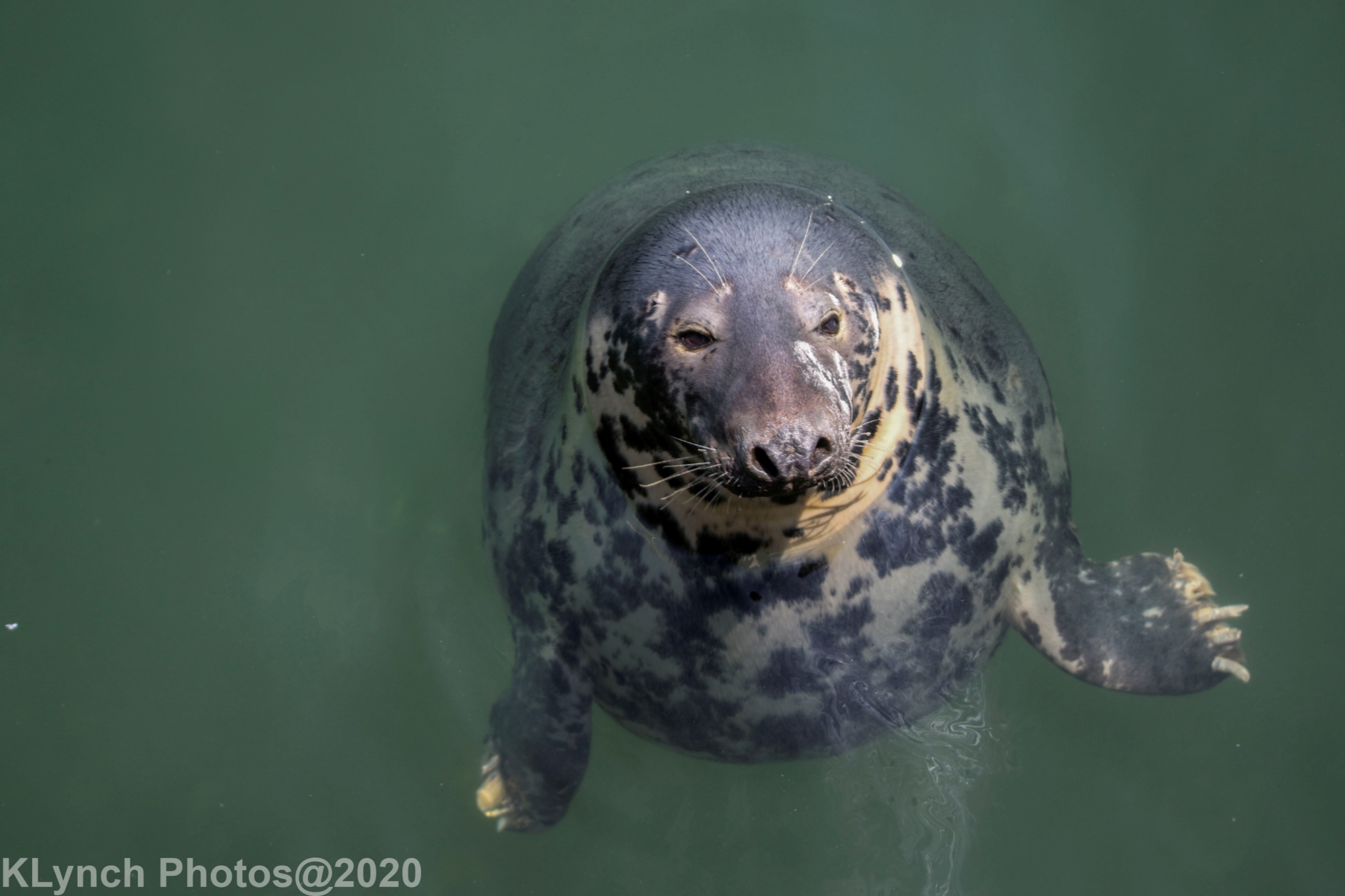 Seals in Chatham 07/07/20 – Cape Cod Adventure Pictures