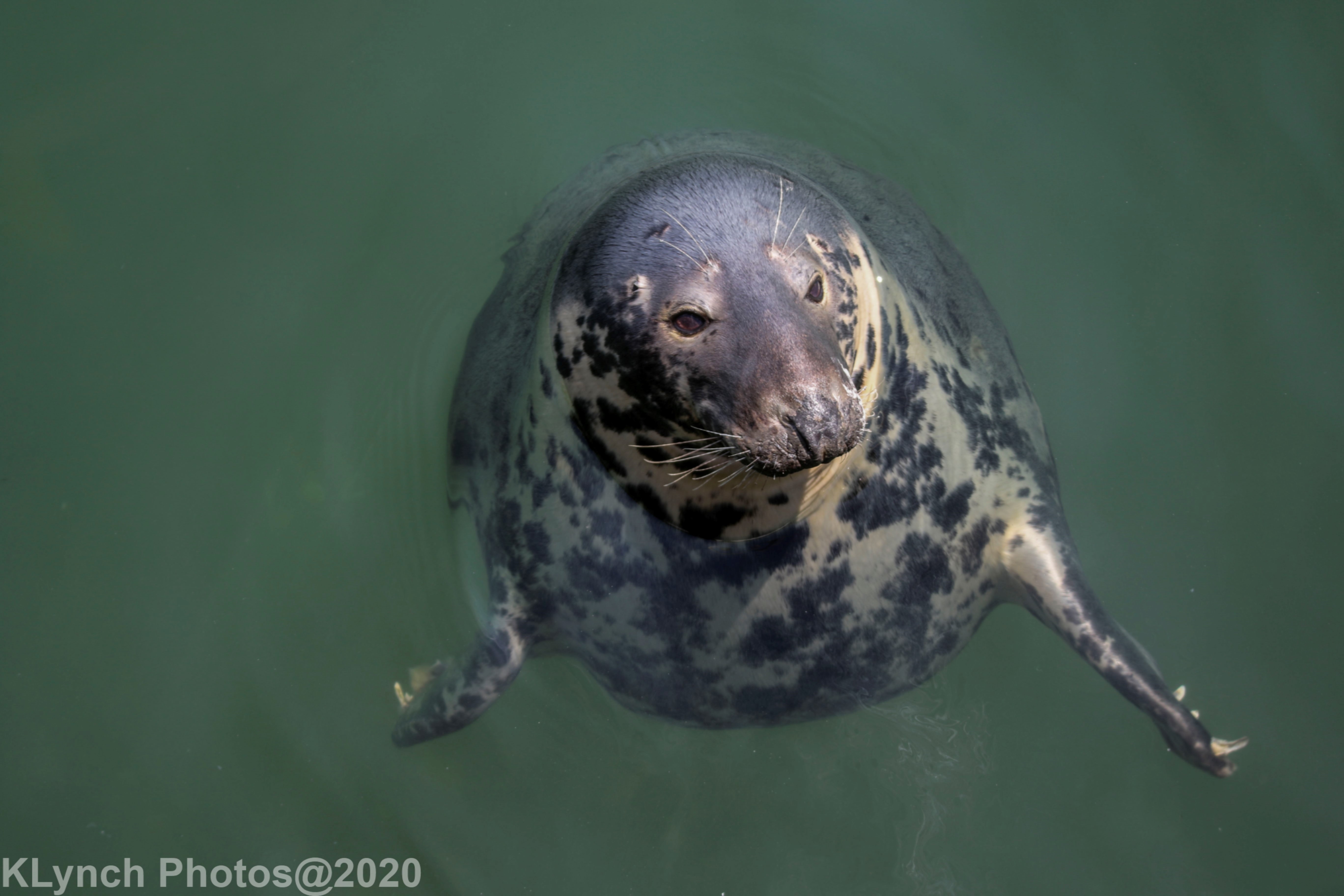 Seals in Chatham 07/07/20 – Cape Cod Adventure Pictures