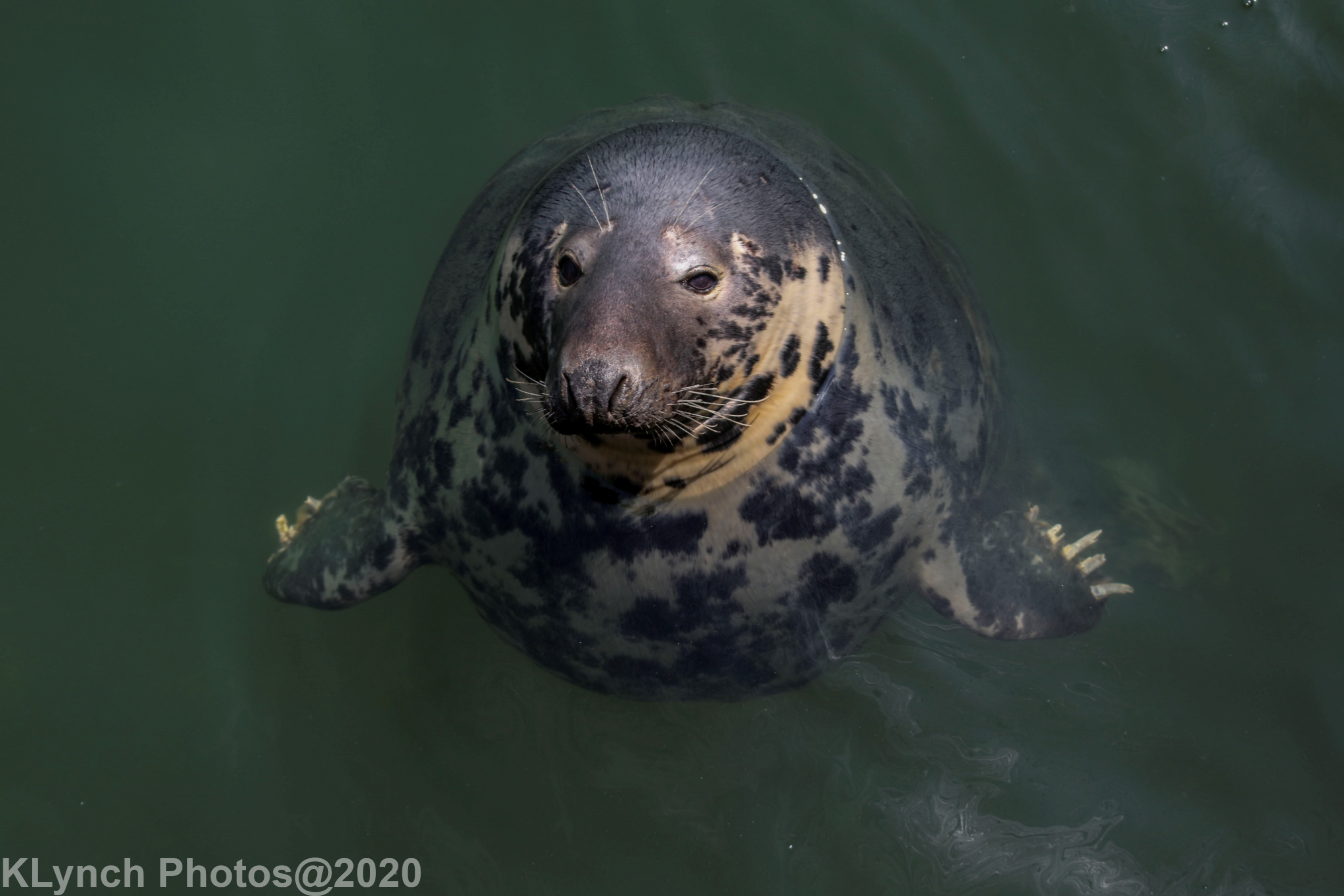 Seals in Chatham 07/07/20 – Cape Cod Adventure Pictures