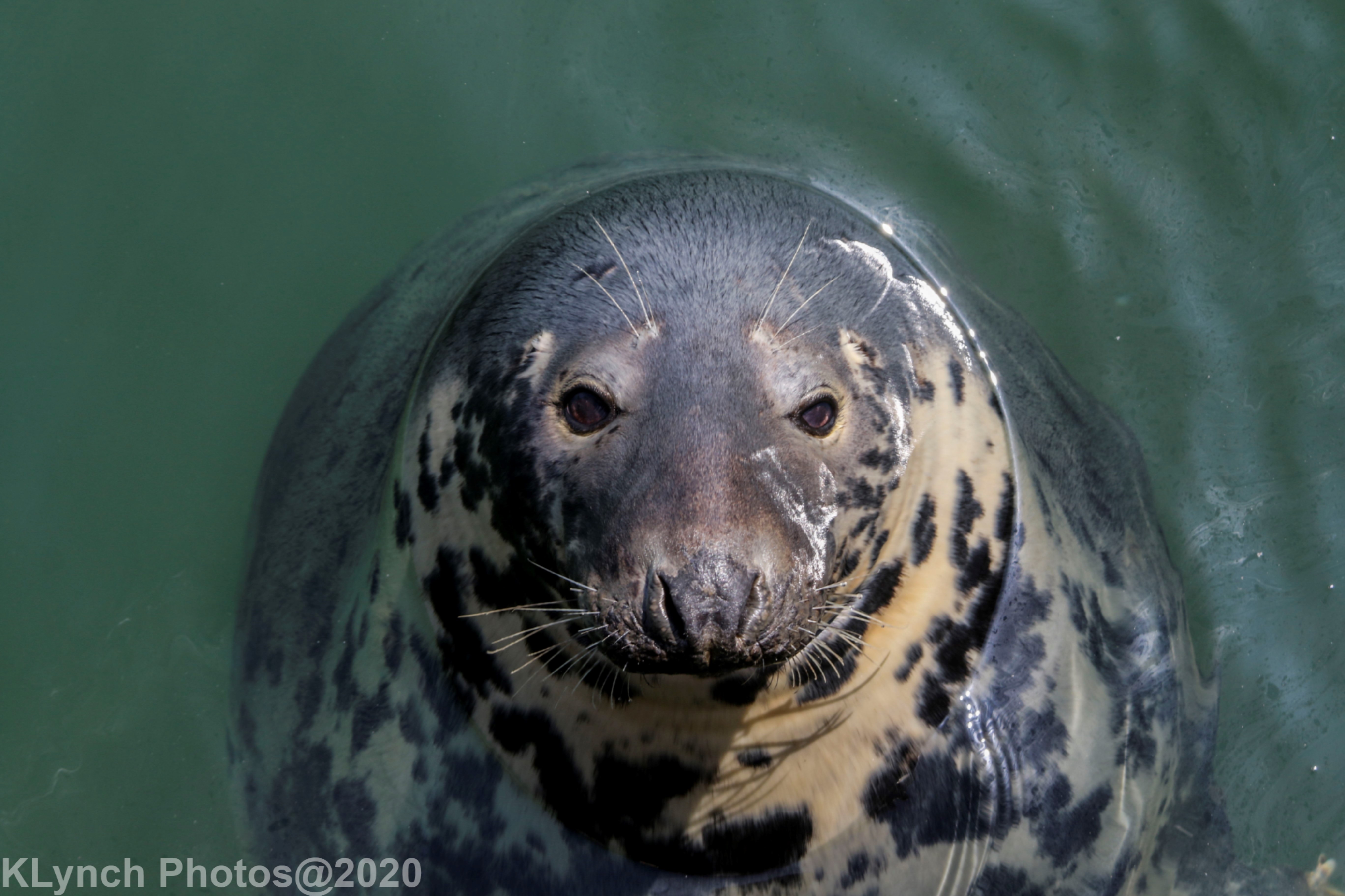Seals in Chatham 07/07/20 – Cape Cod Adventure Pictures