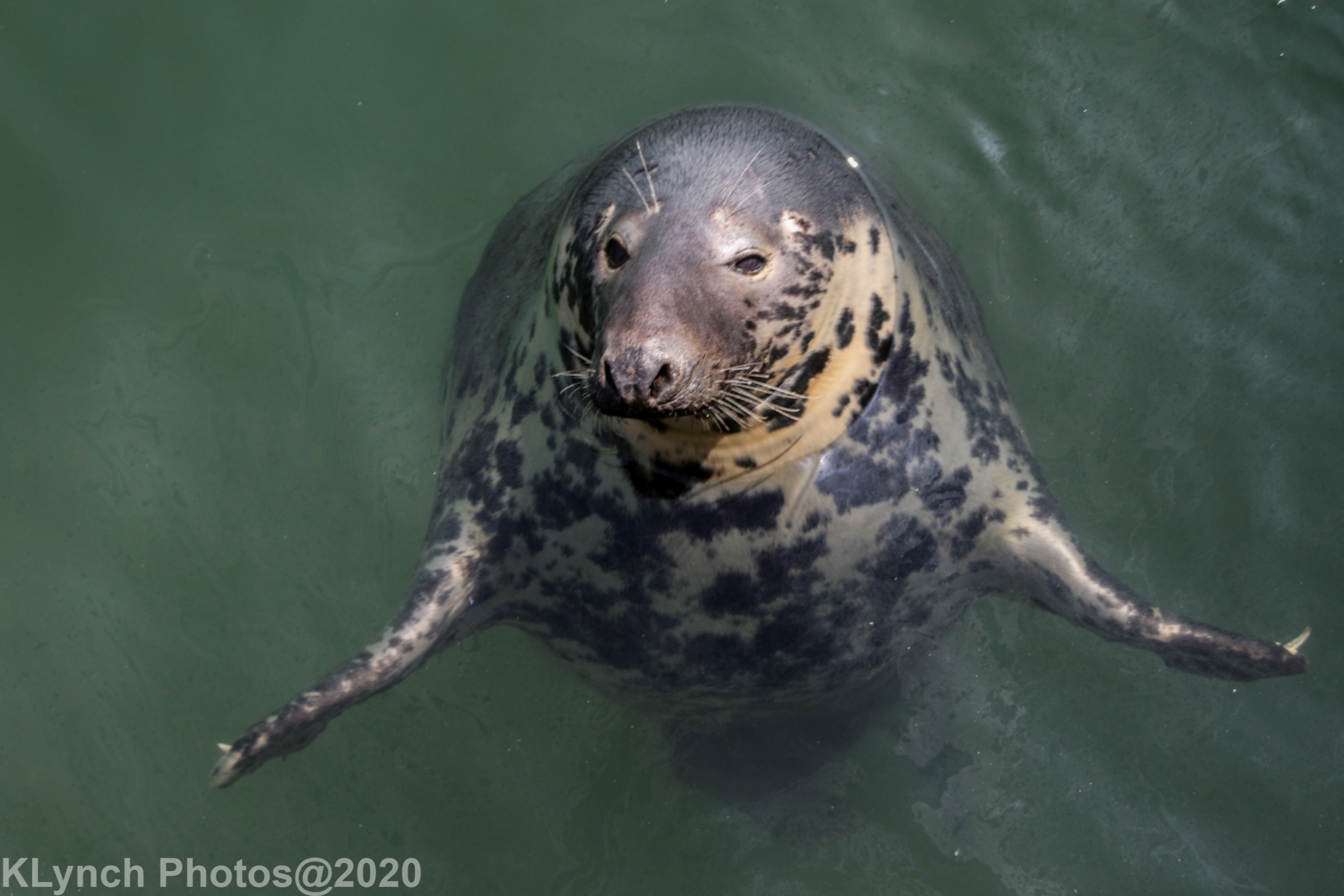 Seals in Chatham 07/07/20 – Cape Cod Adventure Pictures