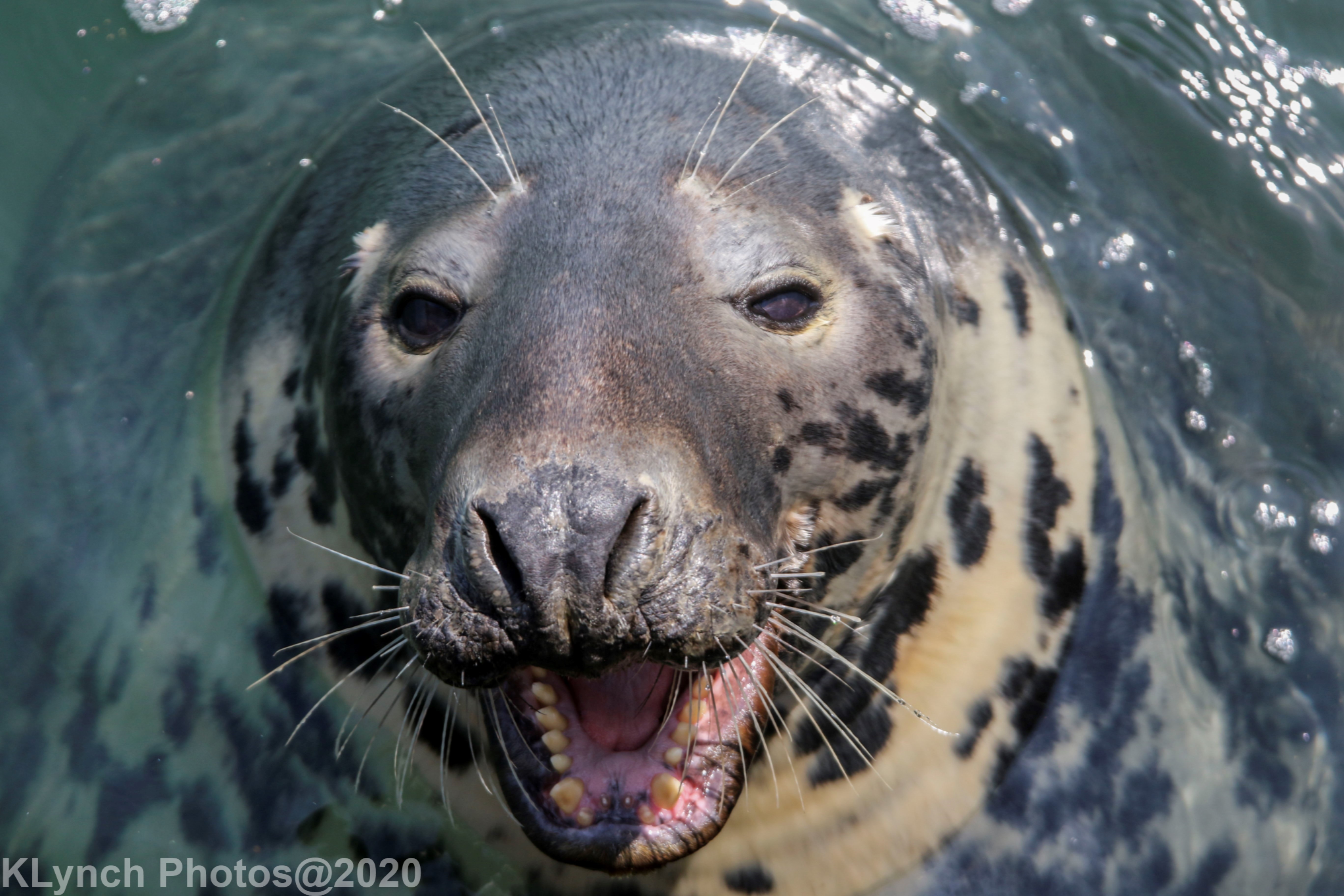 Seals in Chatham 07/07/20 – Cape Cod Adventure Pictures