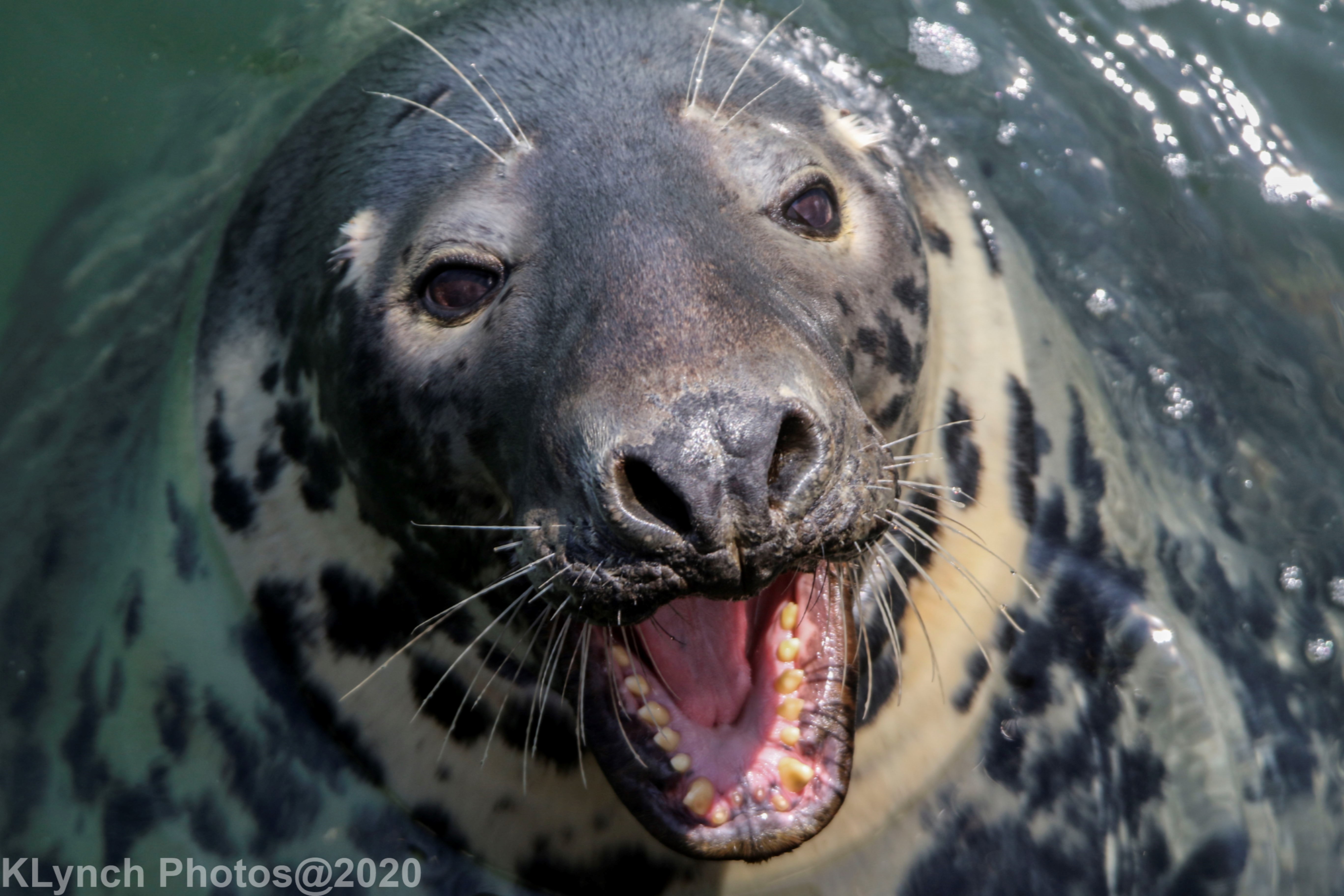 Seals in Chatham 07/07/20 – Cape Cod Adventure Pictures