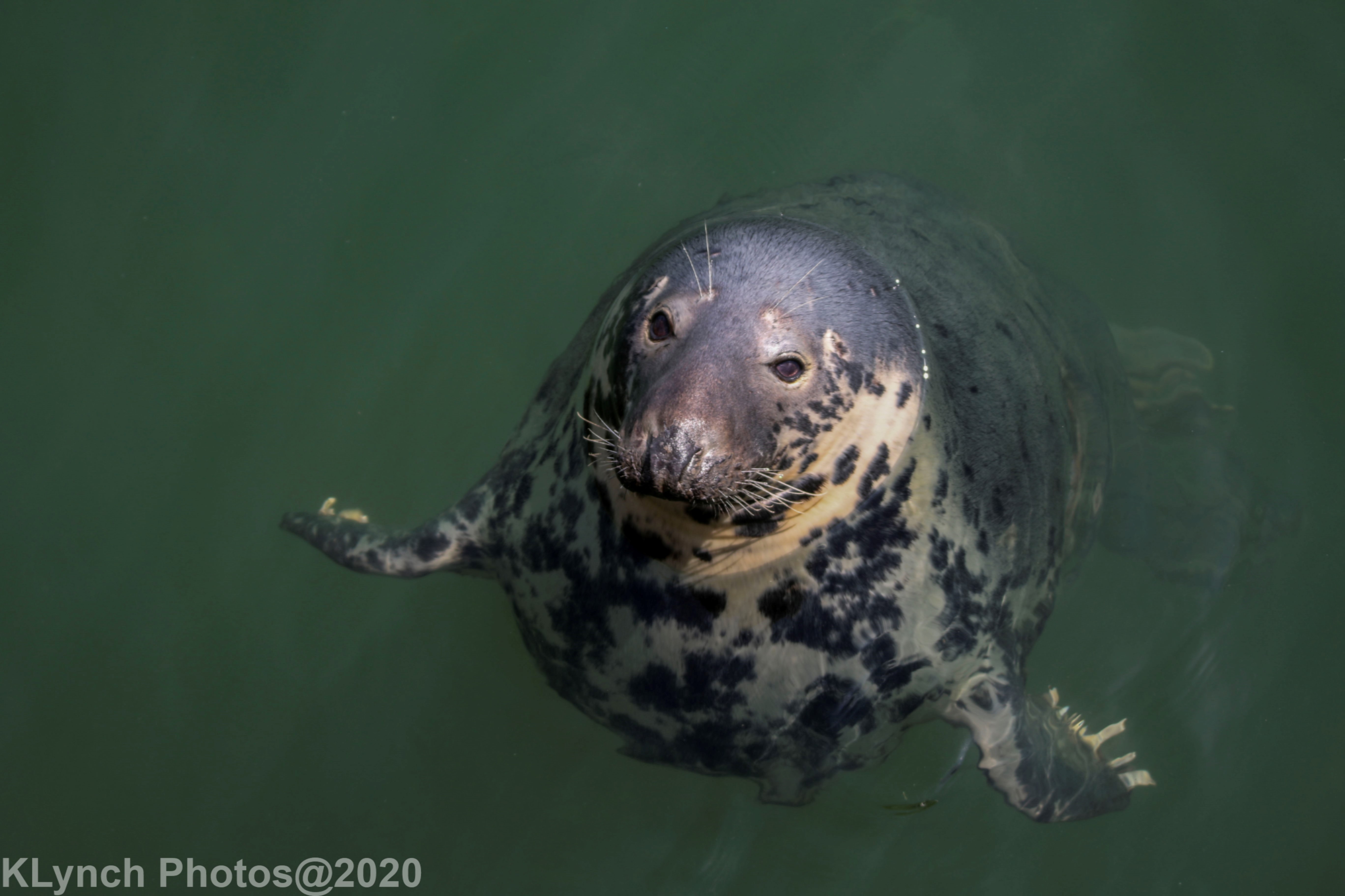 Seals in Chatham 07/07/20 – Cape Cod Adventure Pictures
