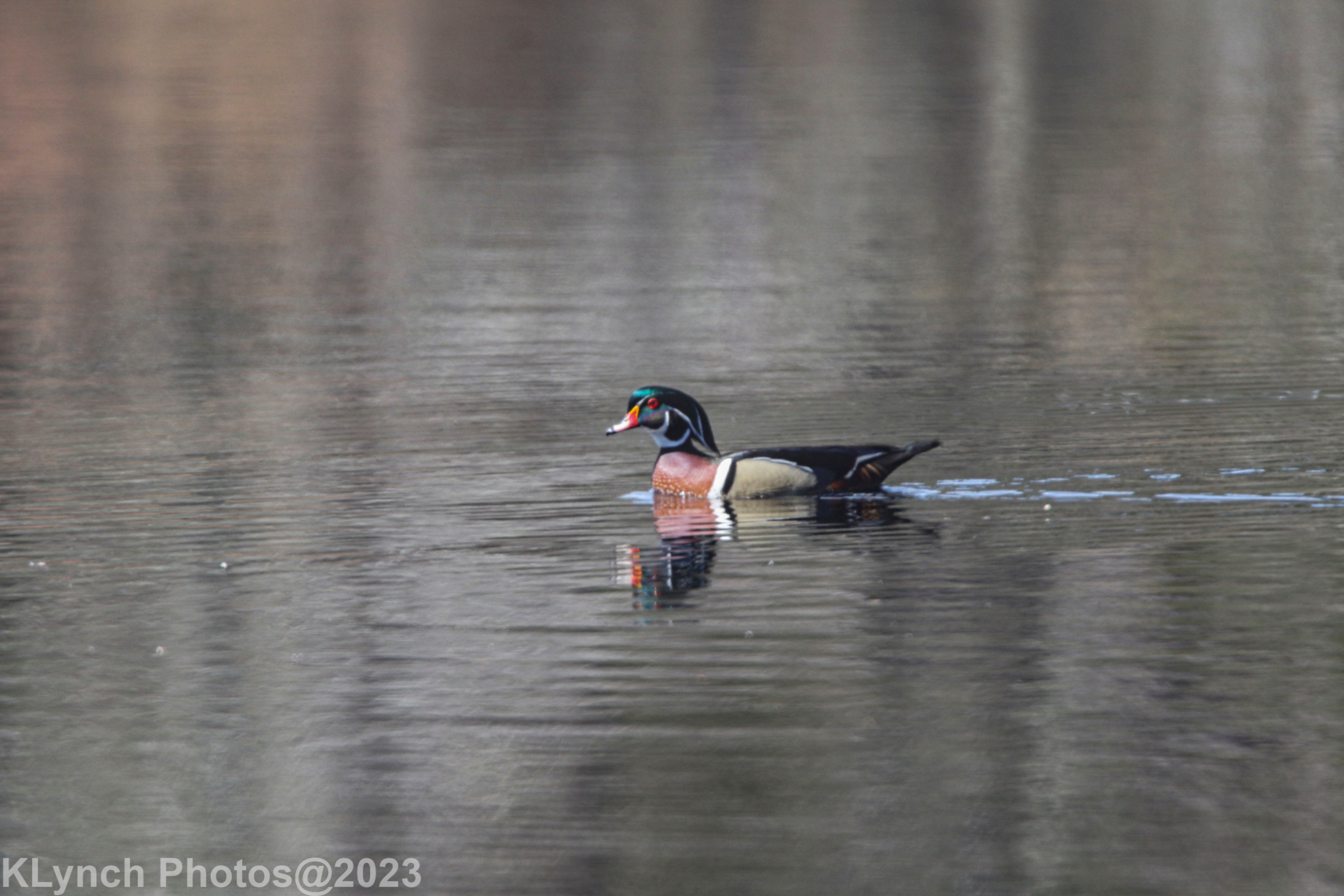 Wood Duck in Provincetown 05/03/23 – Cape Cod Adventure Pictures