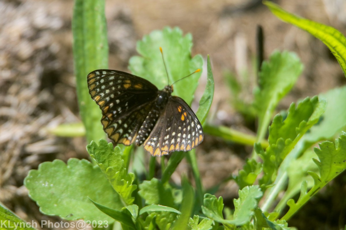 Baltimore Checkerspot in Falmouth 07/06/23 – Cape Cod Adventure Pictures