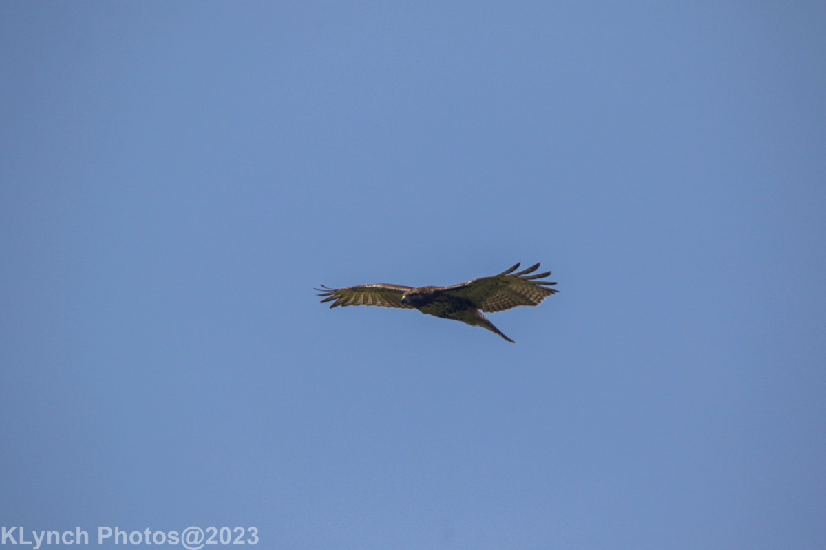 Red-tailed Hawk in Falmouth 08/05/23 – Cape Cod Adventure Pictures