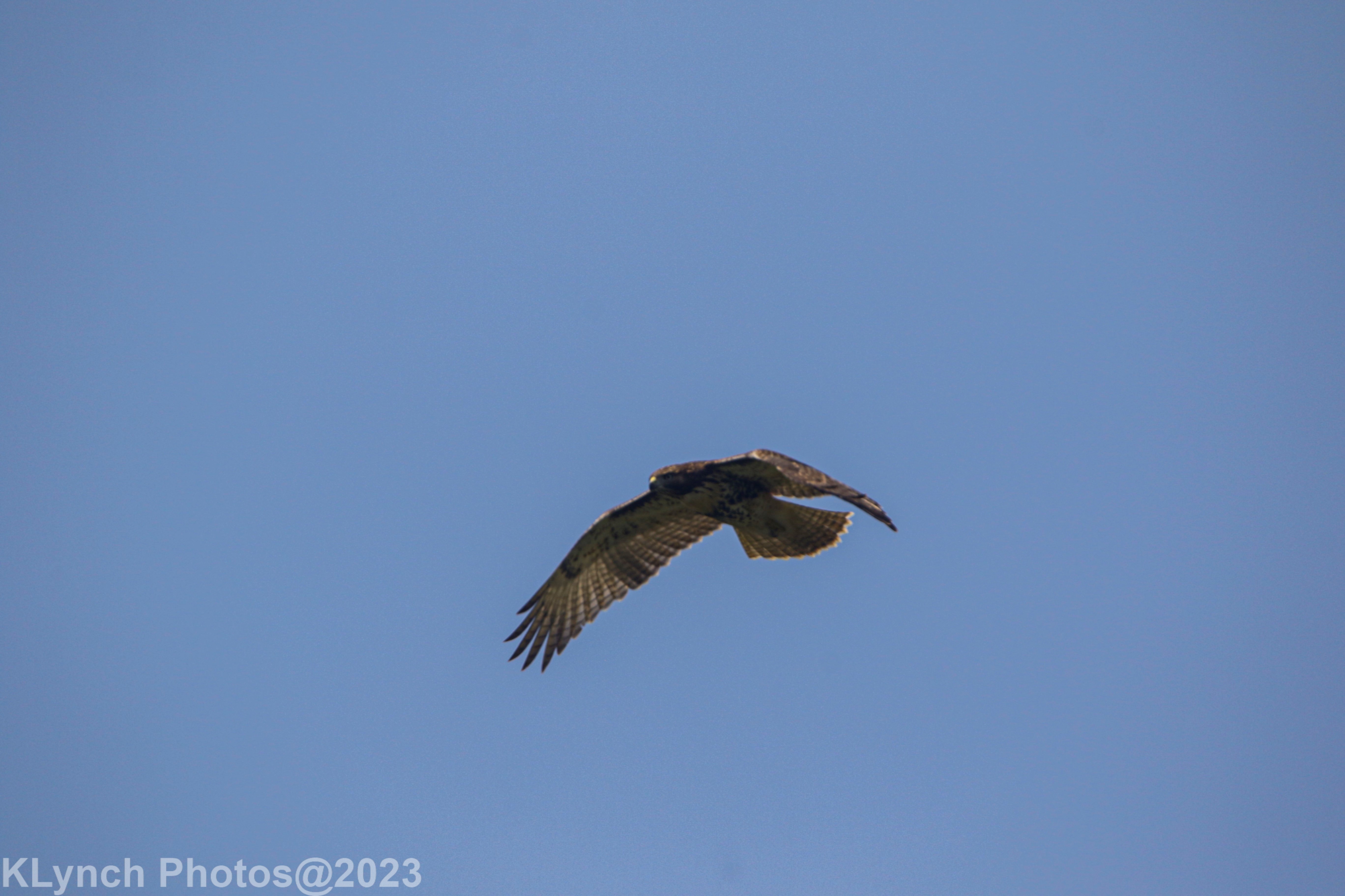 Red-tailed Hawk in Falmouth 08/05/23 – Cape Cod Adventure Pictures