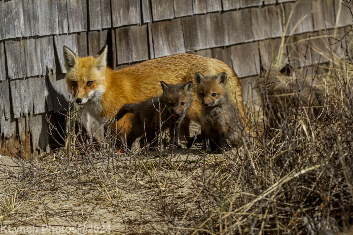 Red Fox and Kits in Provincetown 04/08/24 – Cape Cod Adventure Pictures